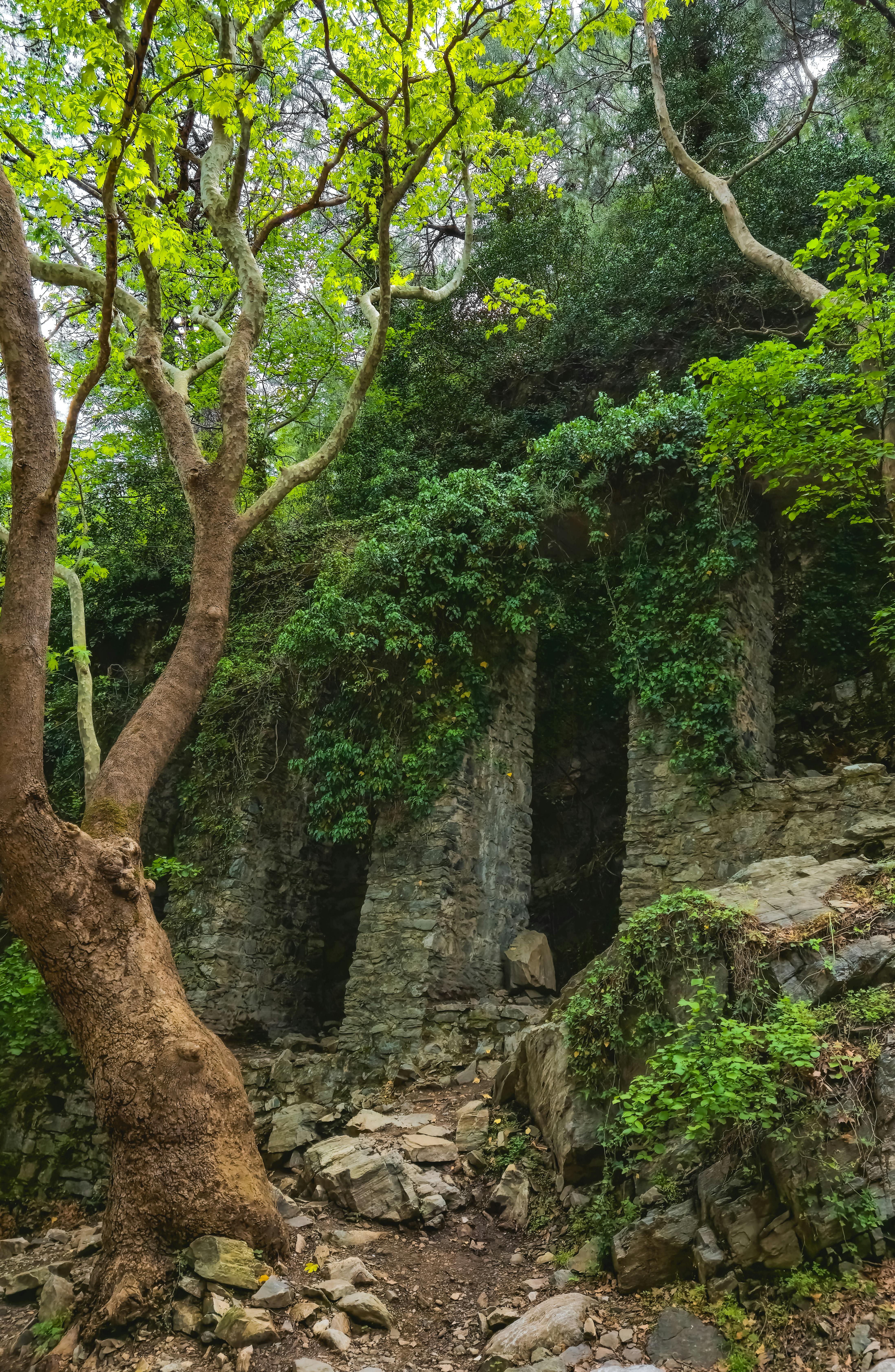 Ruin Overgrown with Plant in Forest · Free Stock Photo