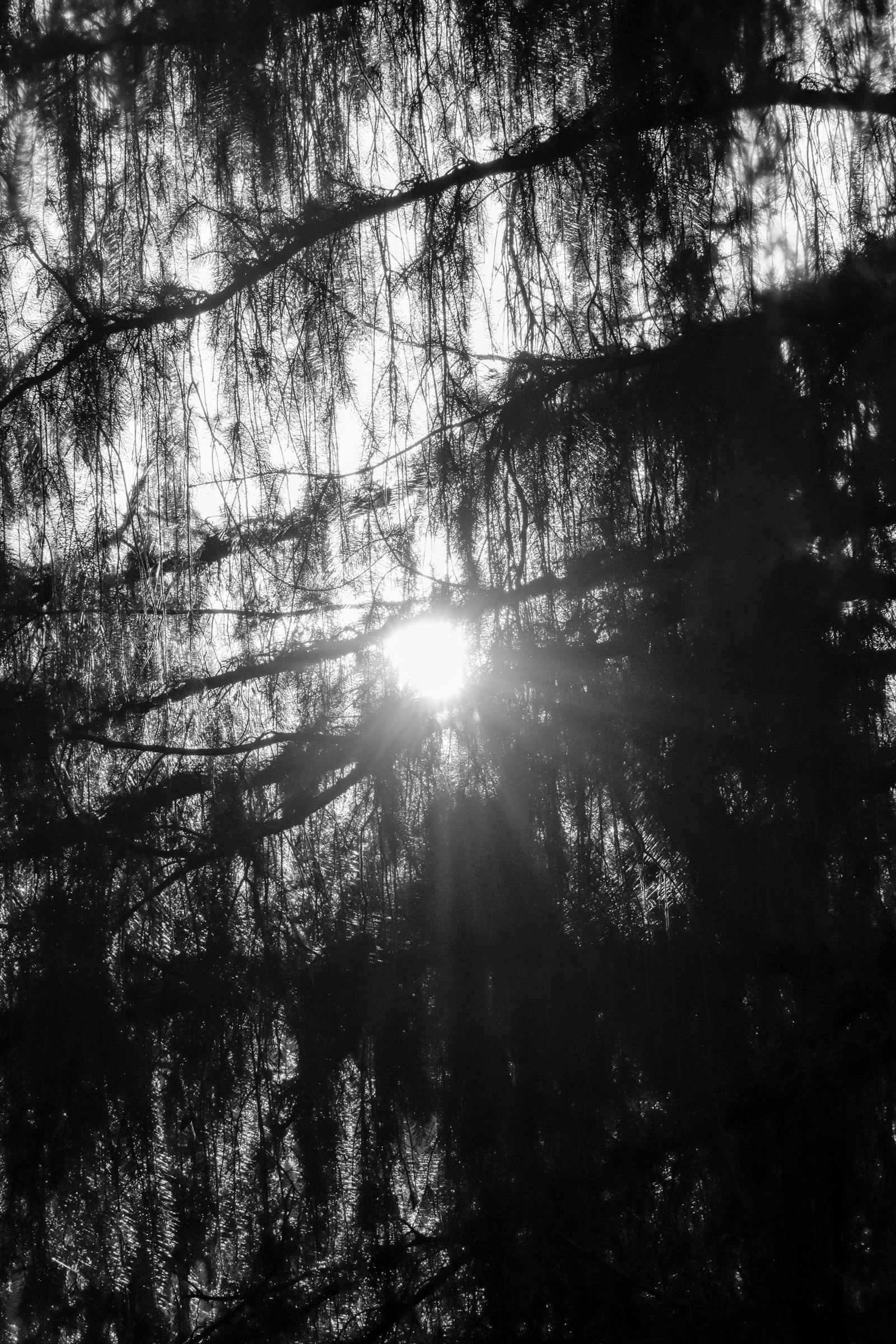 Bright Sun Photos, Download The BEST Free Bright Sun Stock Photos & HD ...