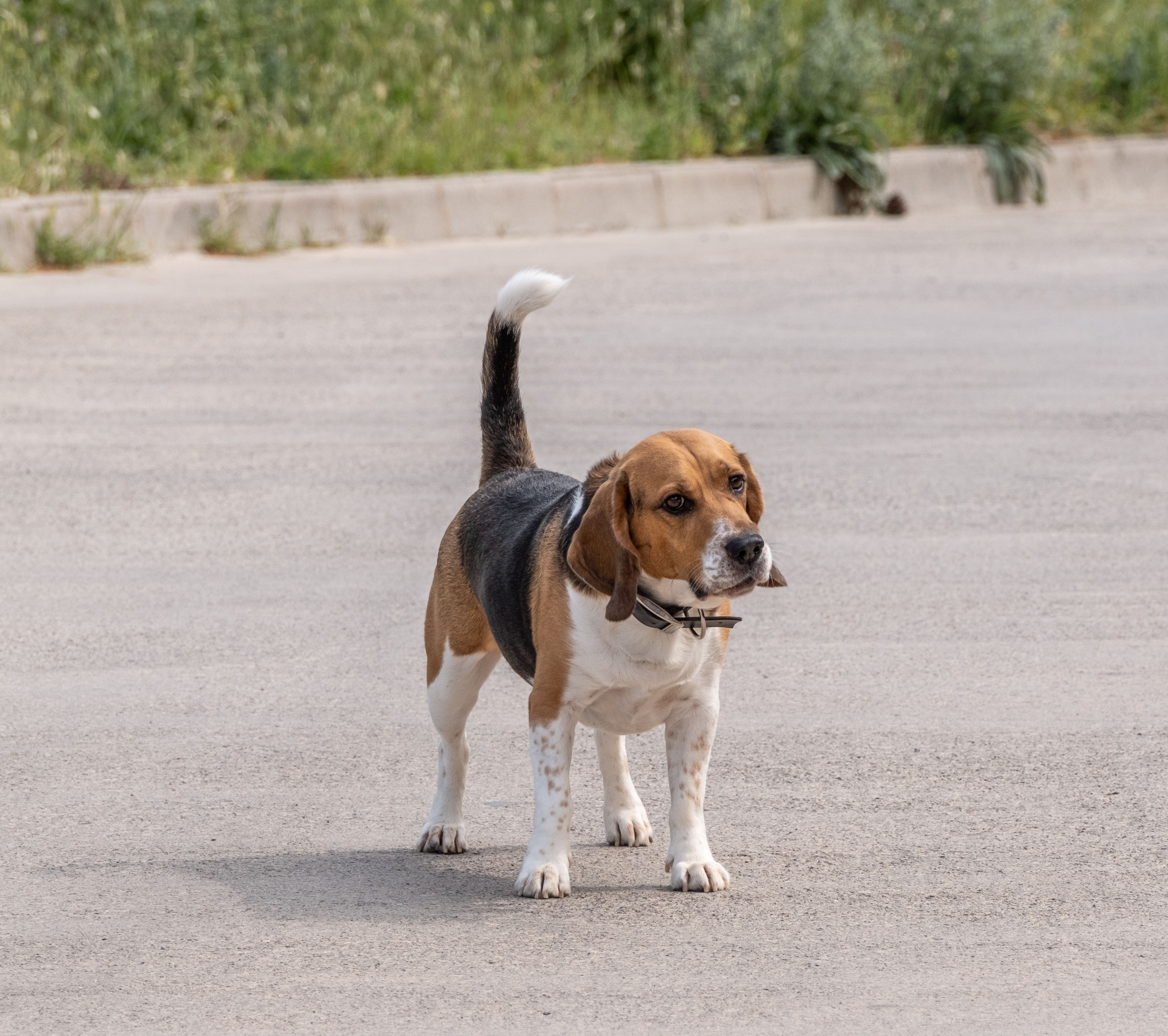 A beagle dog is walking on the street · Free Stock Photo