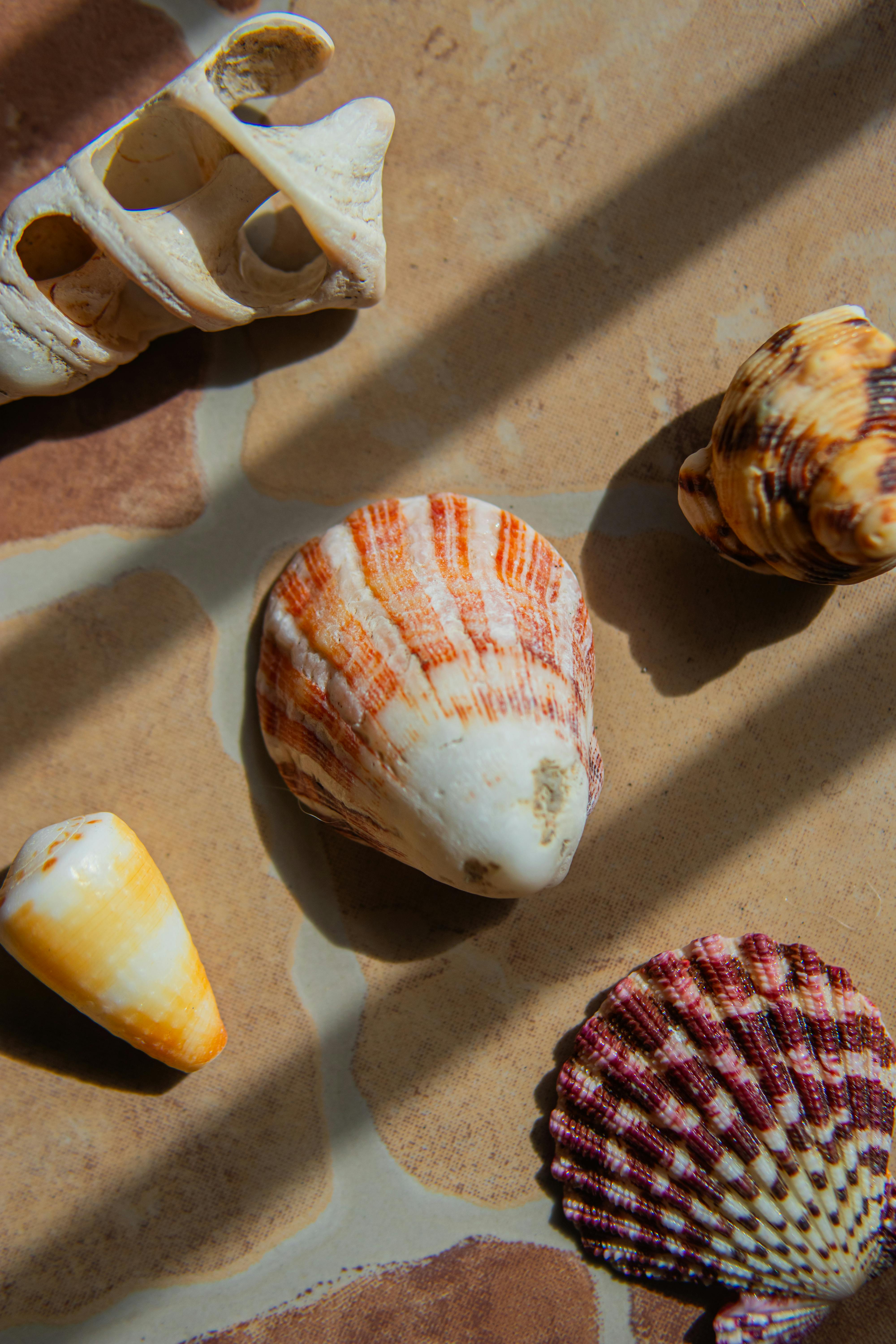 A group of shells on a tiled floor · Free Stock Photo