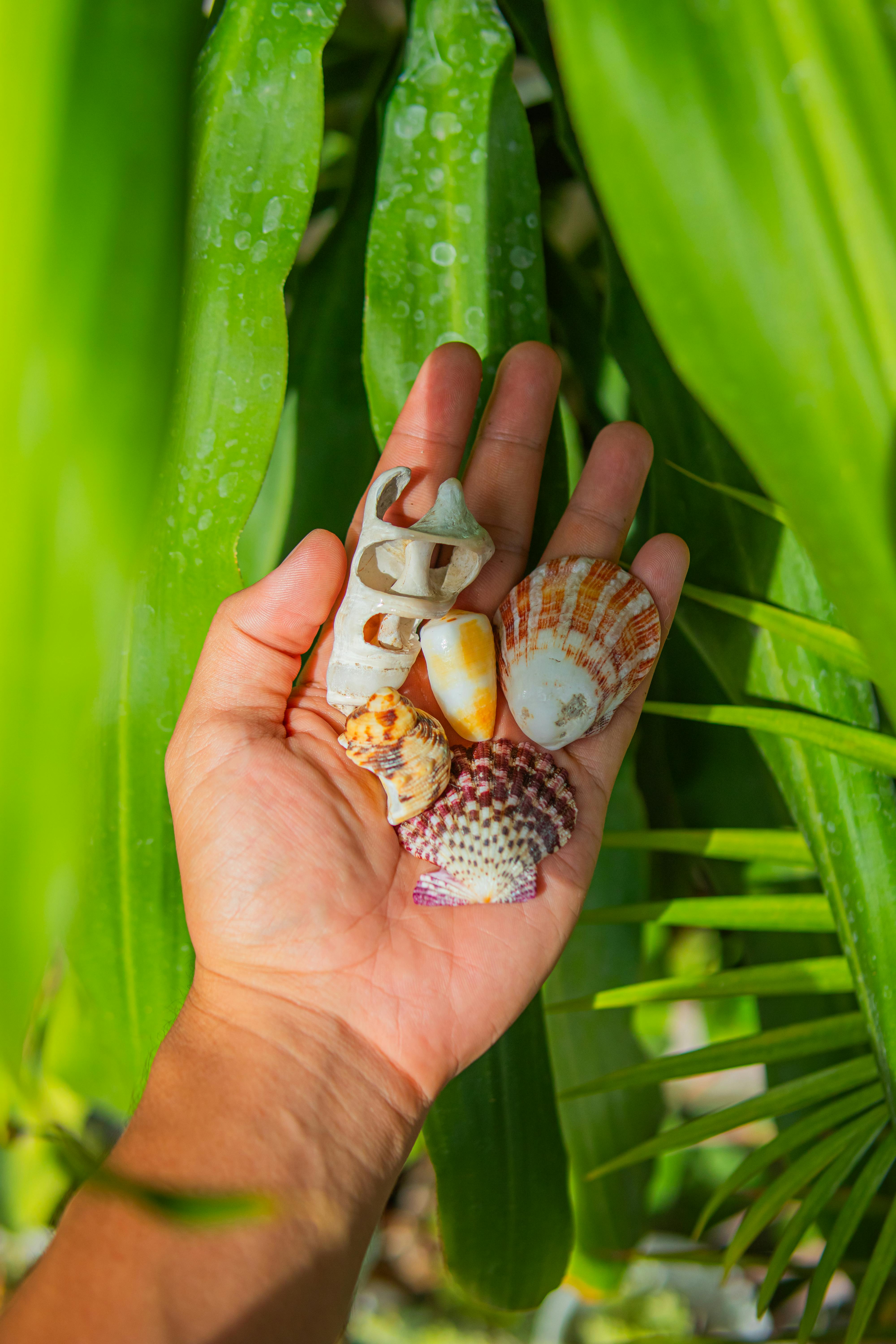 A person's hand holding a variety of shells · Free Stock Photo