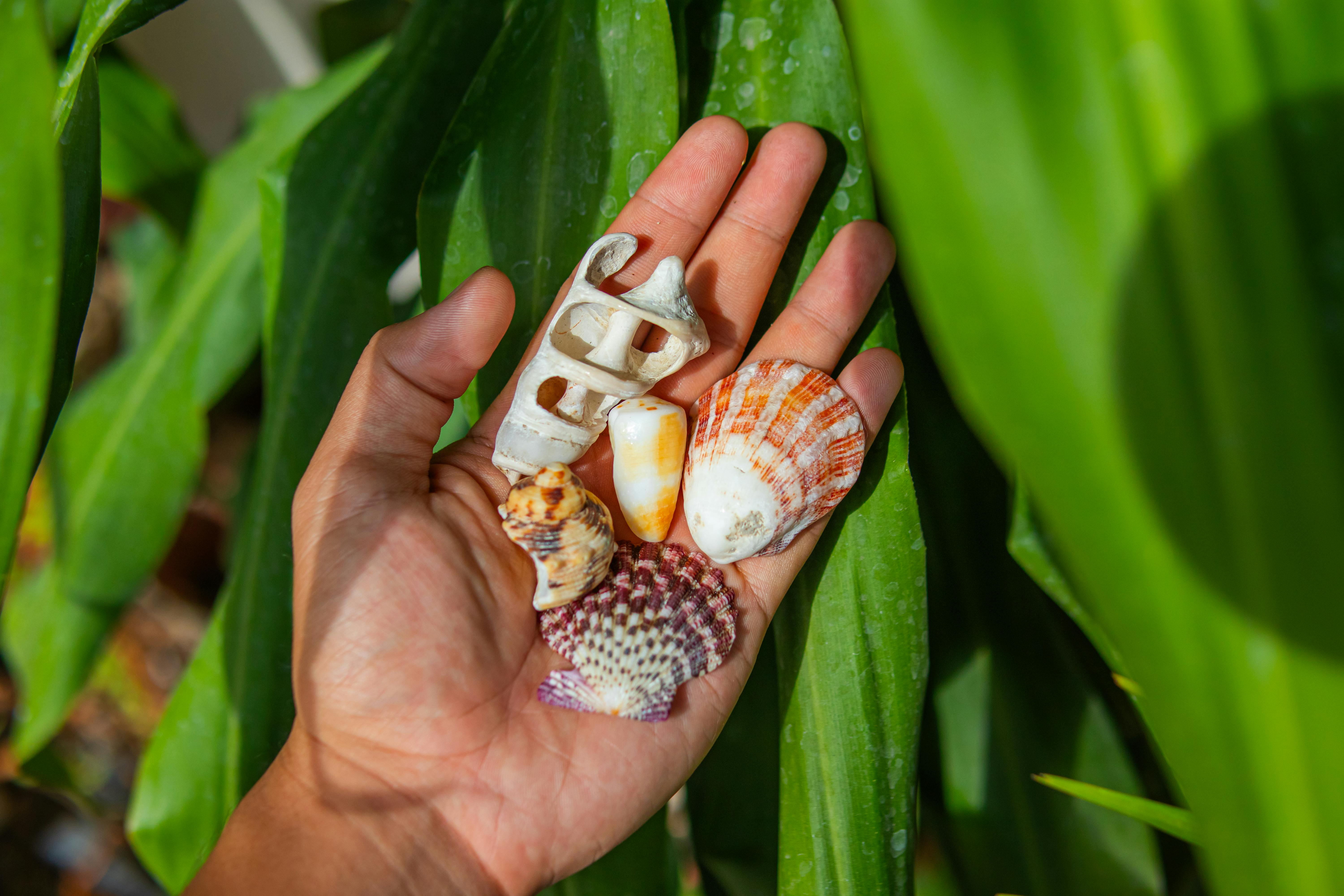 Person Hand Holding Shells · Free Stock Photo