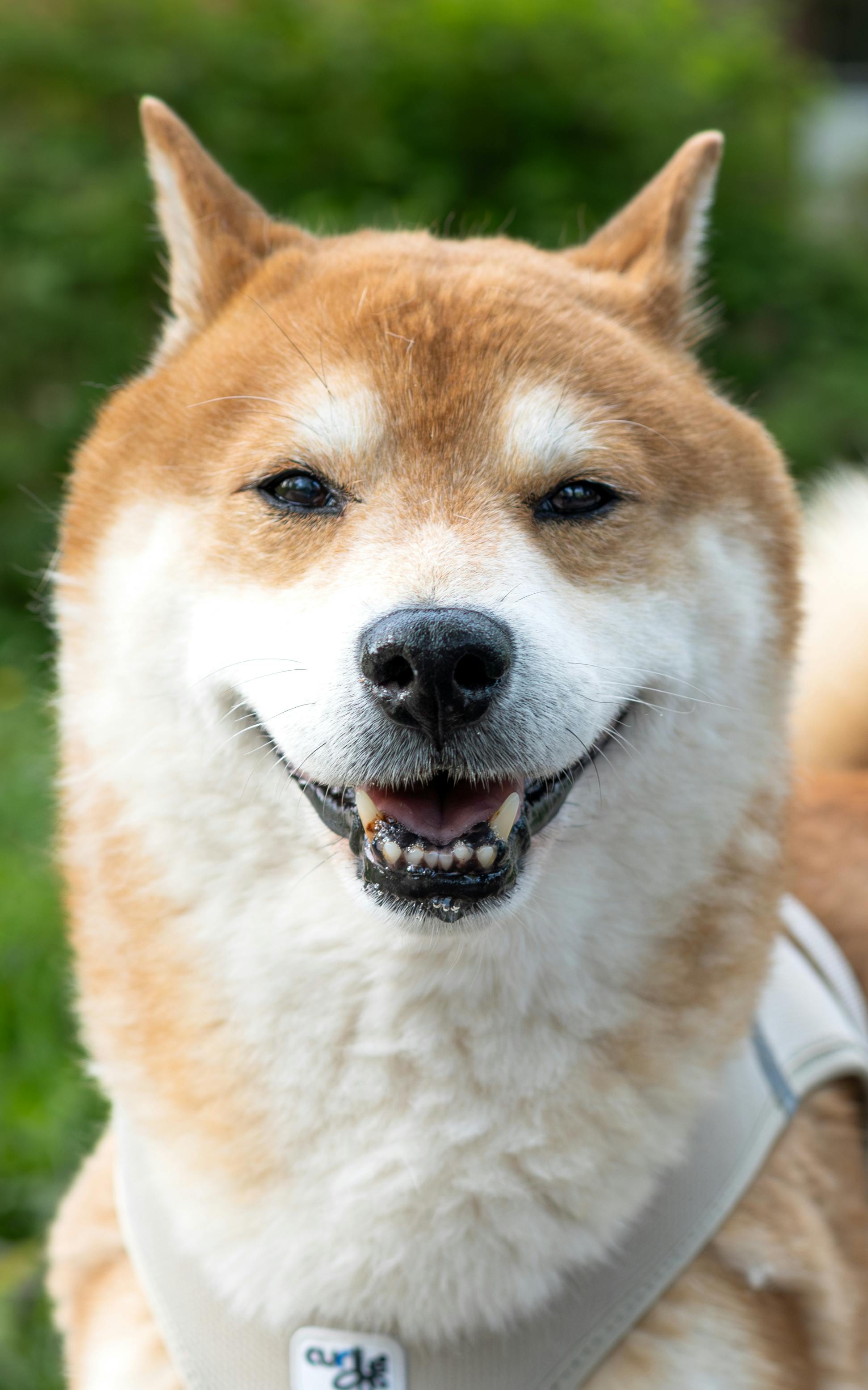 Portrait of Shiba Inu Dog · Free Stock Photo