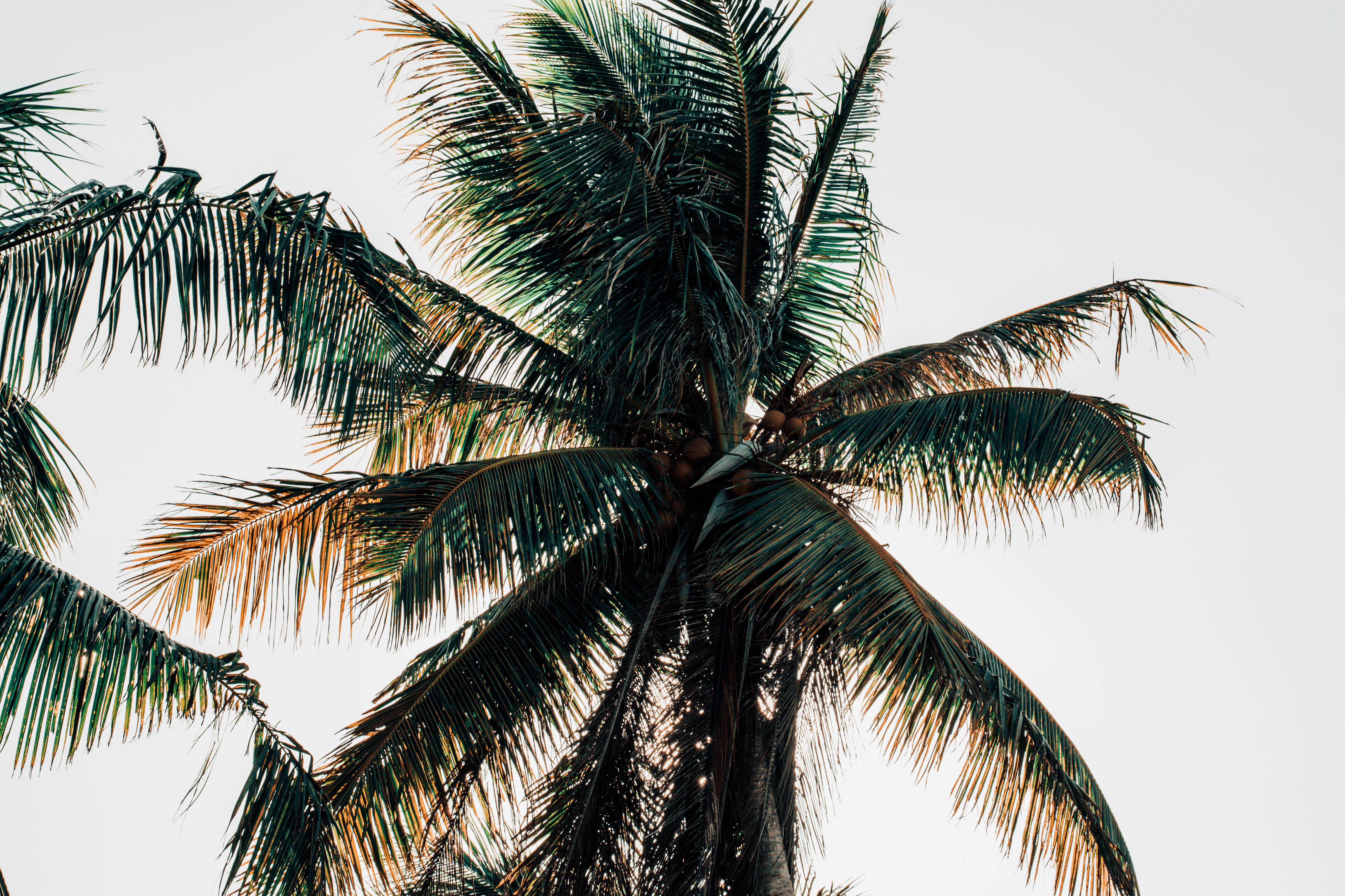 Low Angle View of a Palm Tree · Free Stock Photo