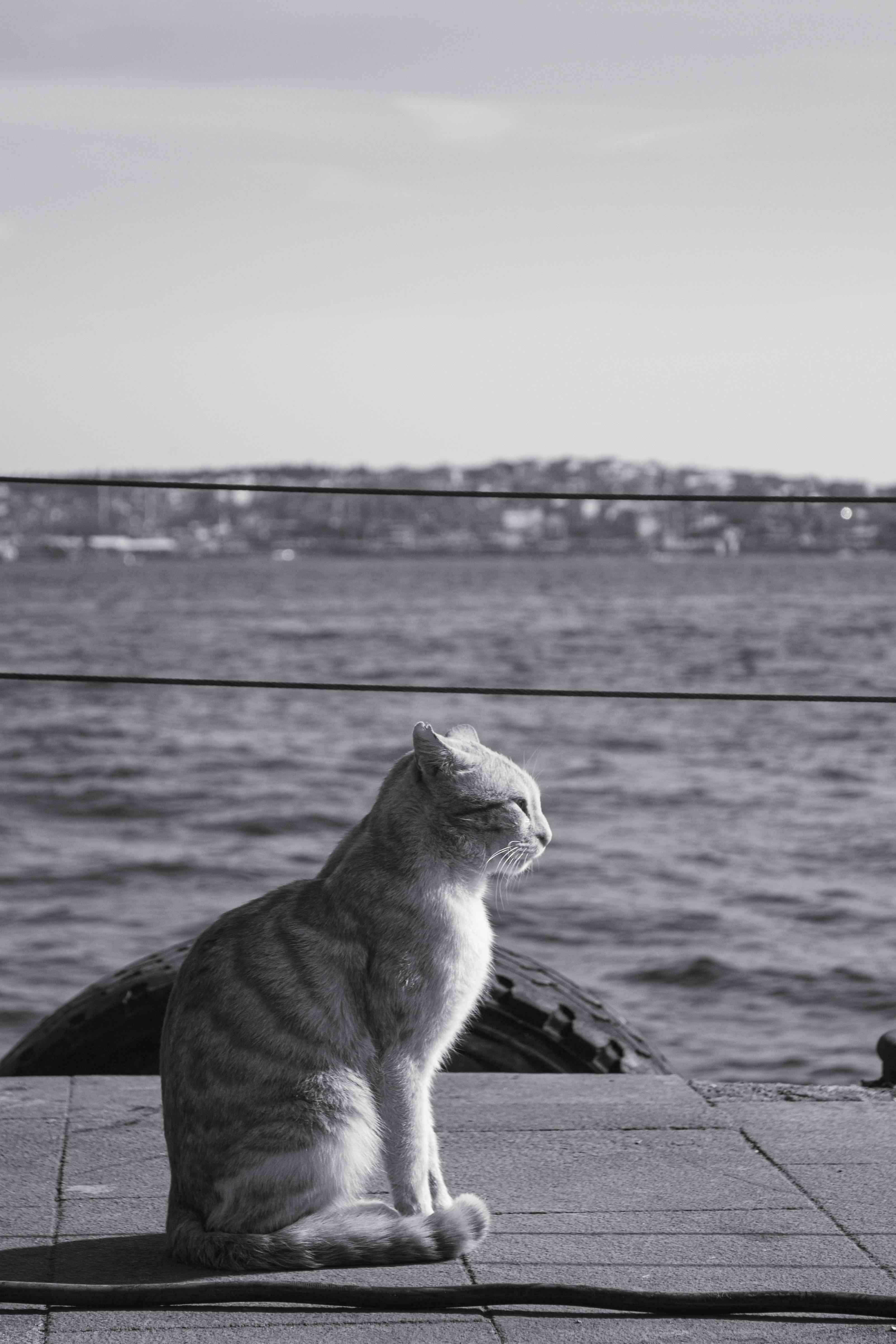 Profile Animation Photos, Download The BEST Free Profile Animation ...