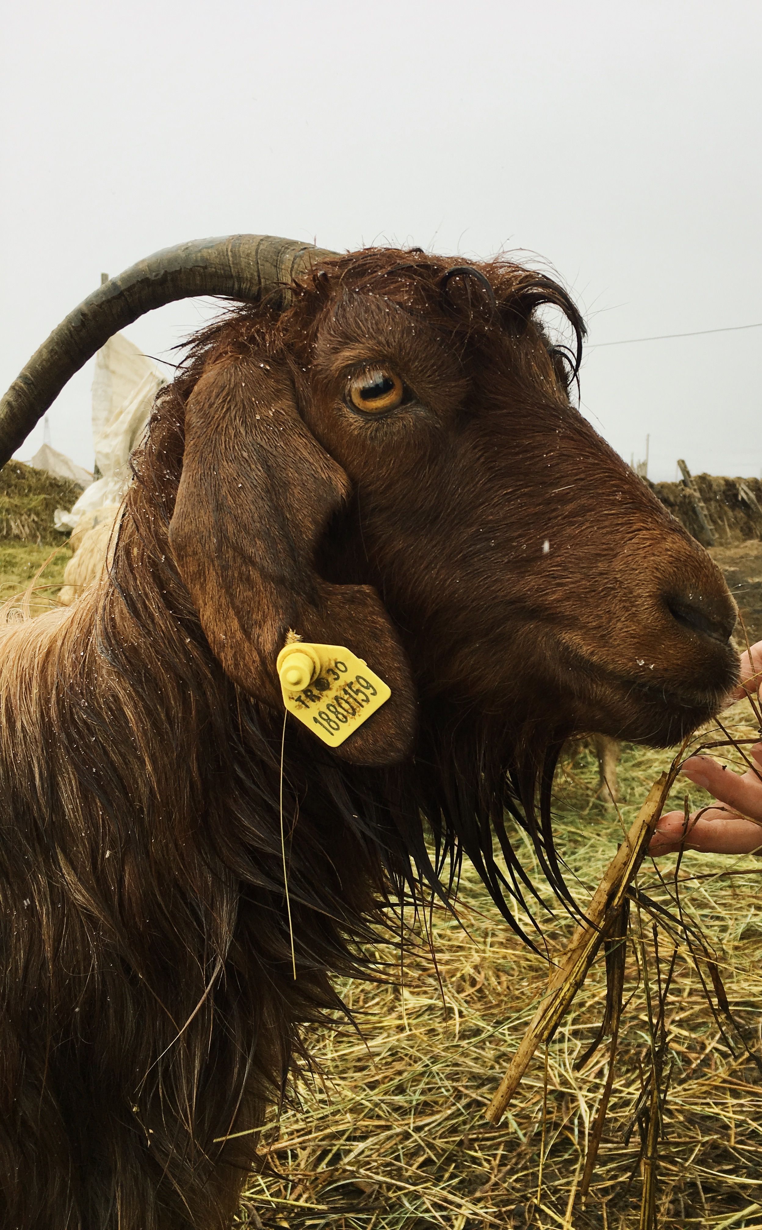 Cliose-up of a Brown Goat With a Yellow Tag on Ear · Free Stock Photo