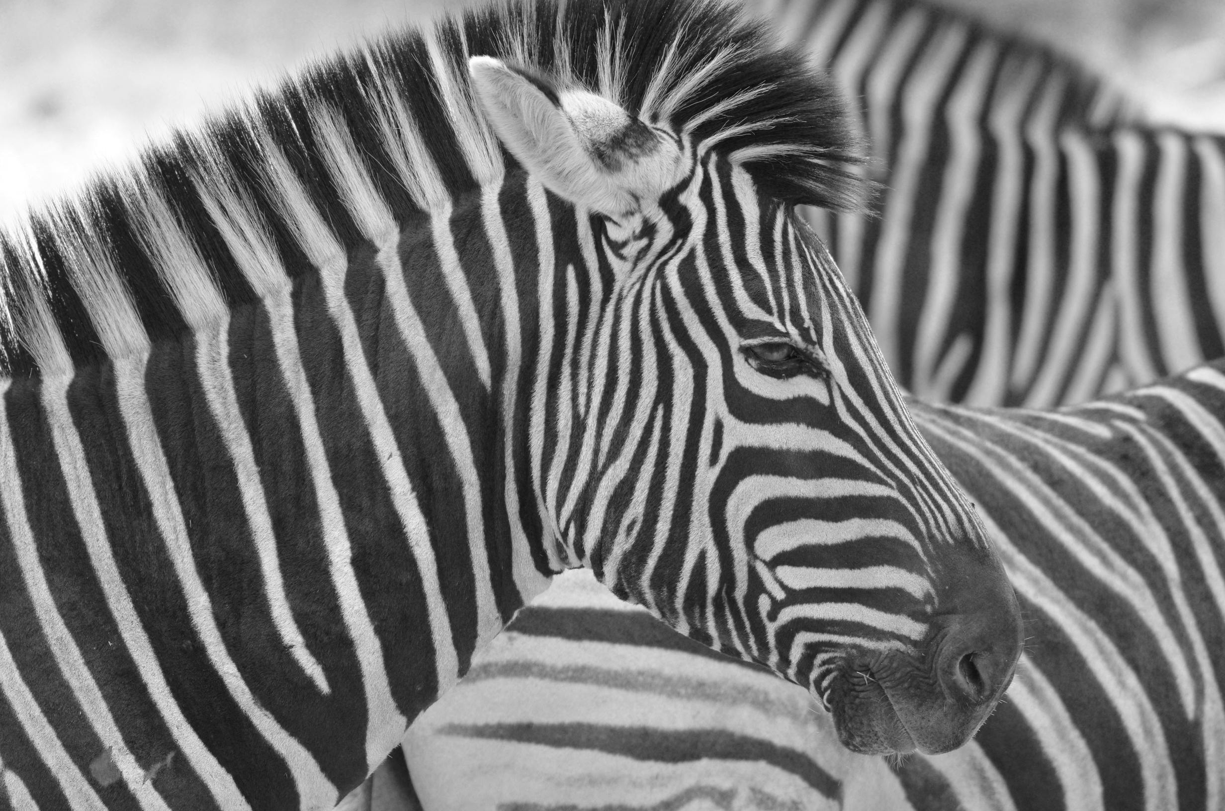 ZEBRA · Free Stock Photo