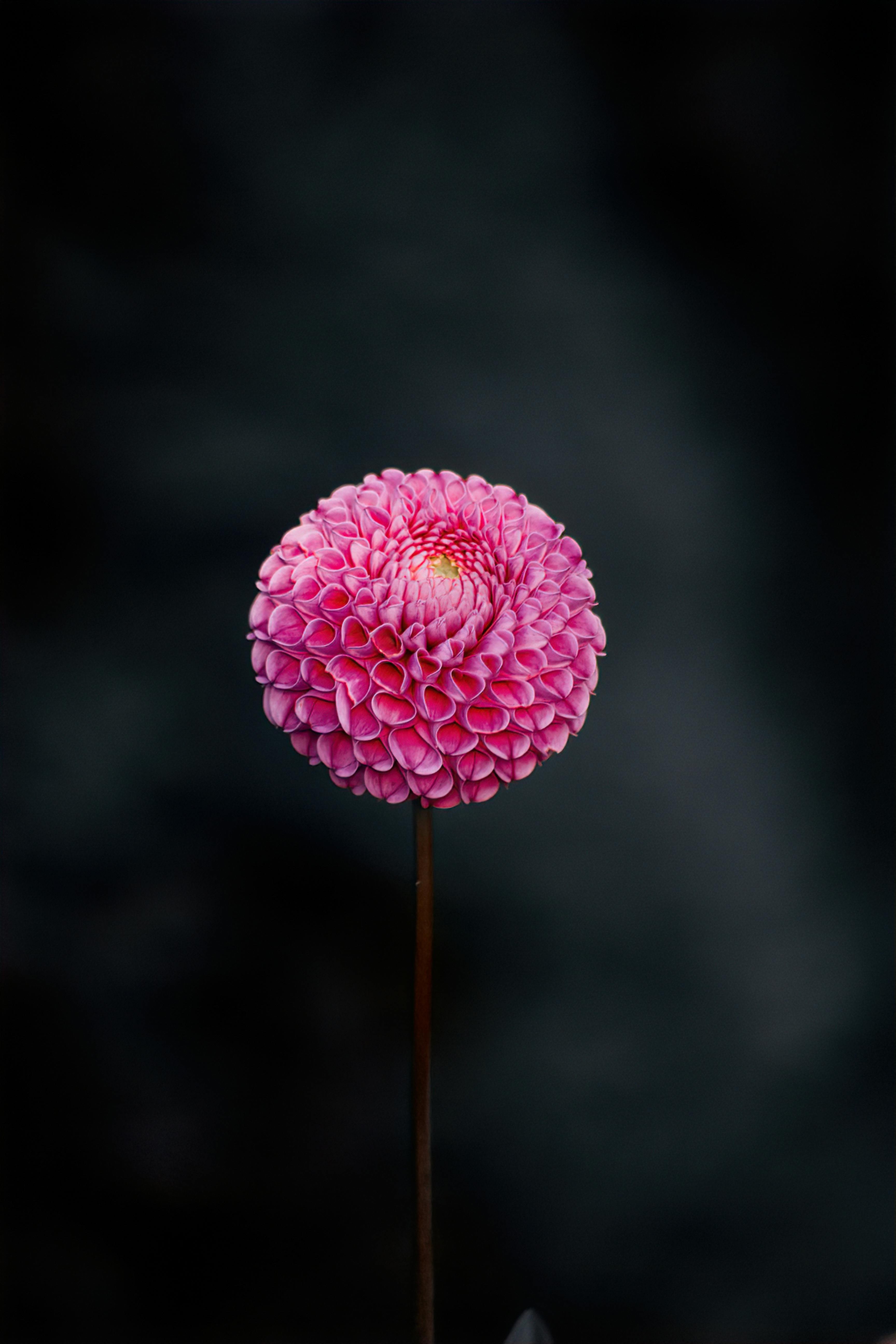Pink Dahlia Flower · Free Stock Photo