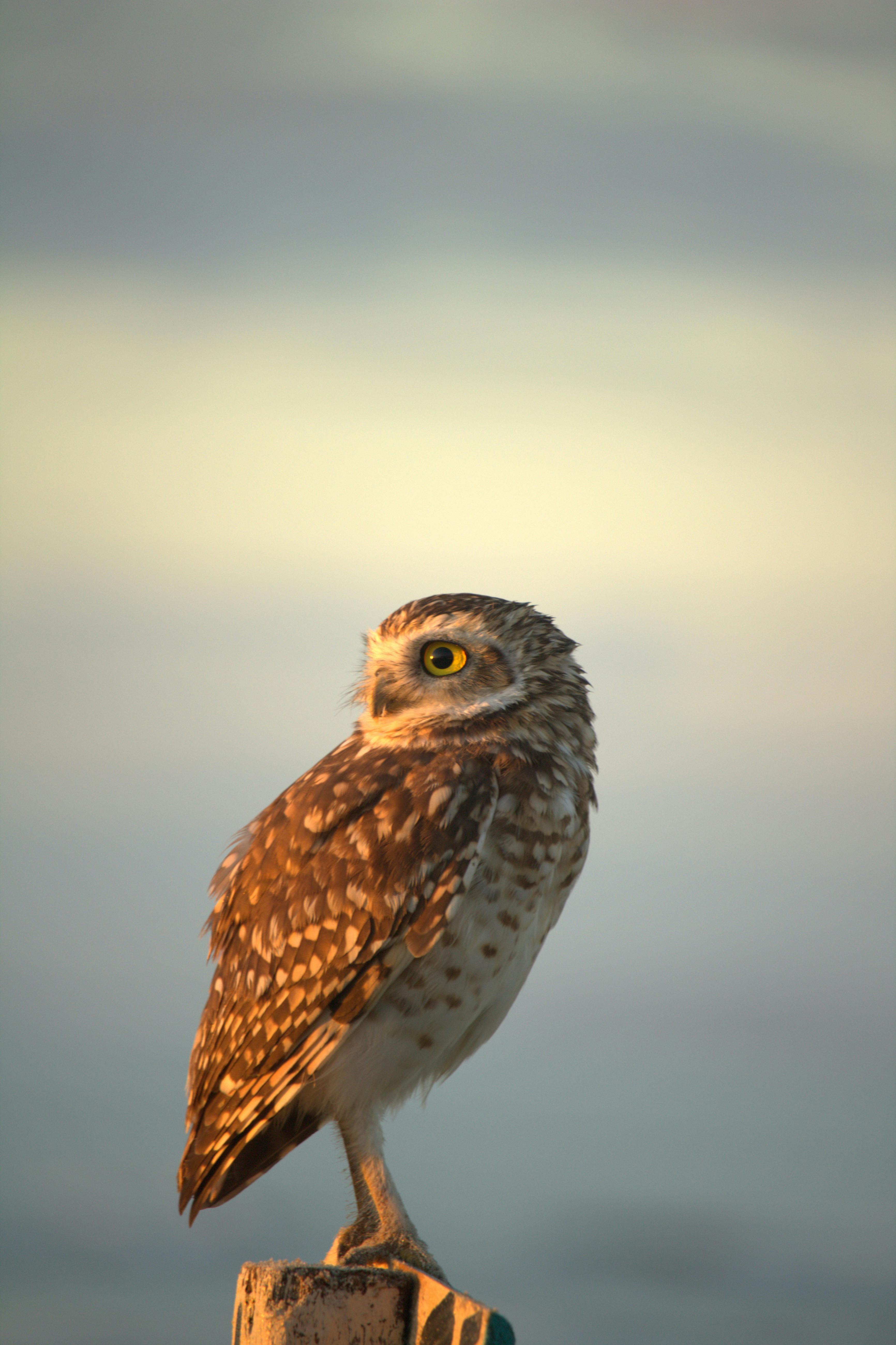 Hazard Stump Photos, Download The BEST Free Hazard Stump Stock Photos ...