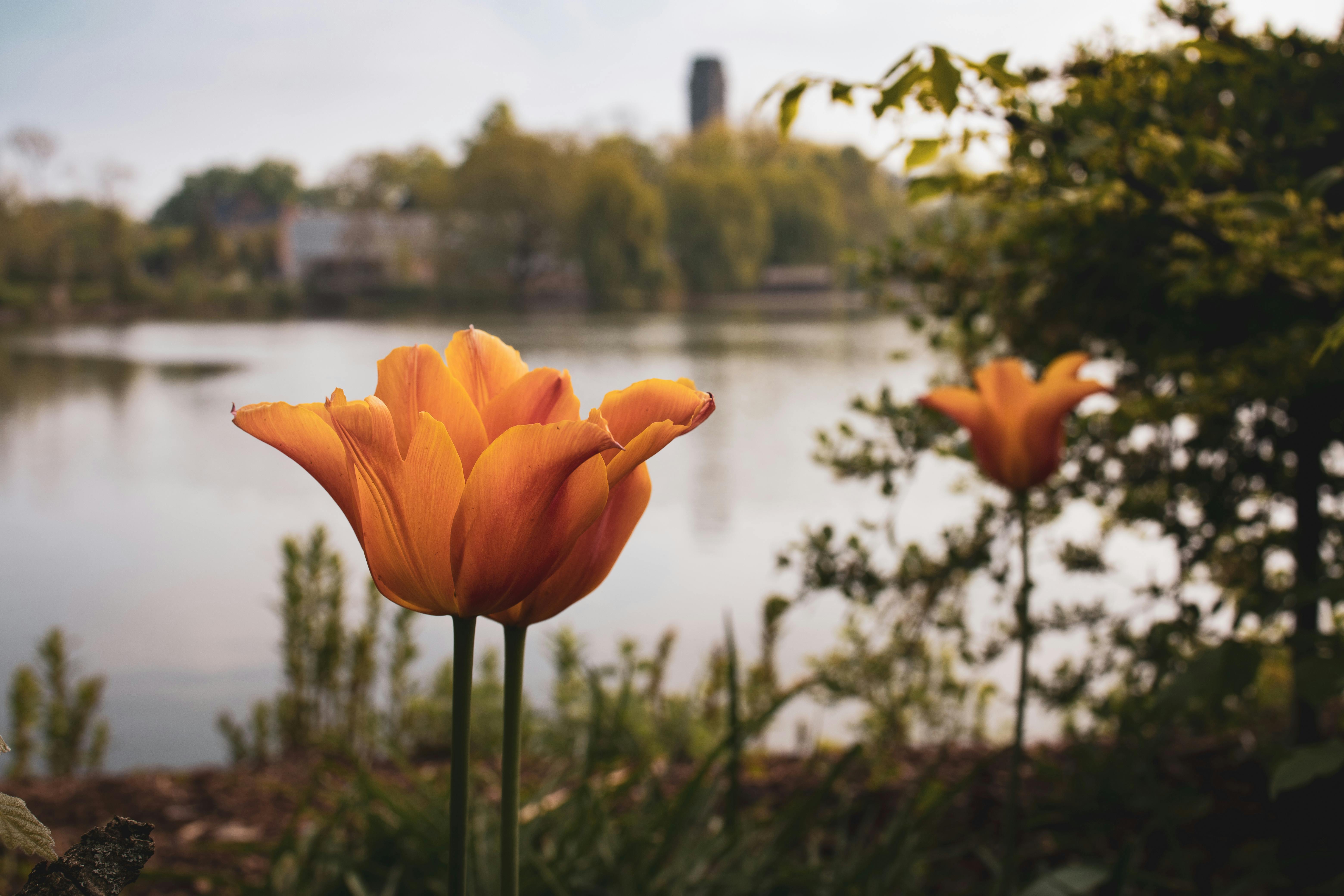 Selective Focus Photography of orange Flower · Free Stock Photo