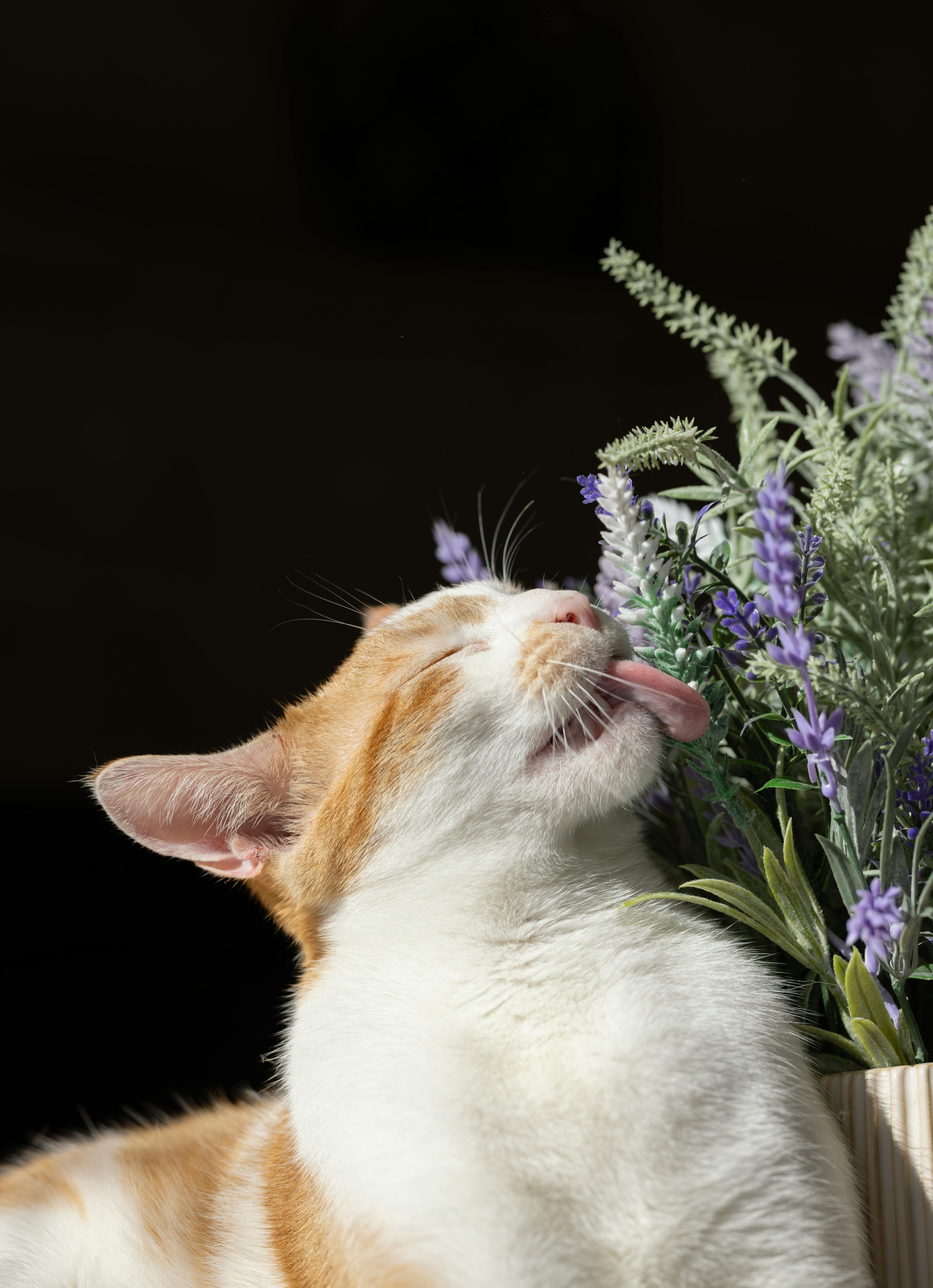 A cat is licking lavender flowers · Free Stock Photo