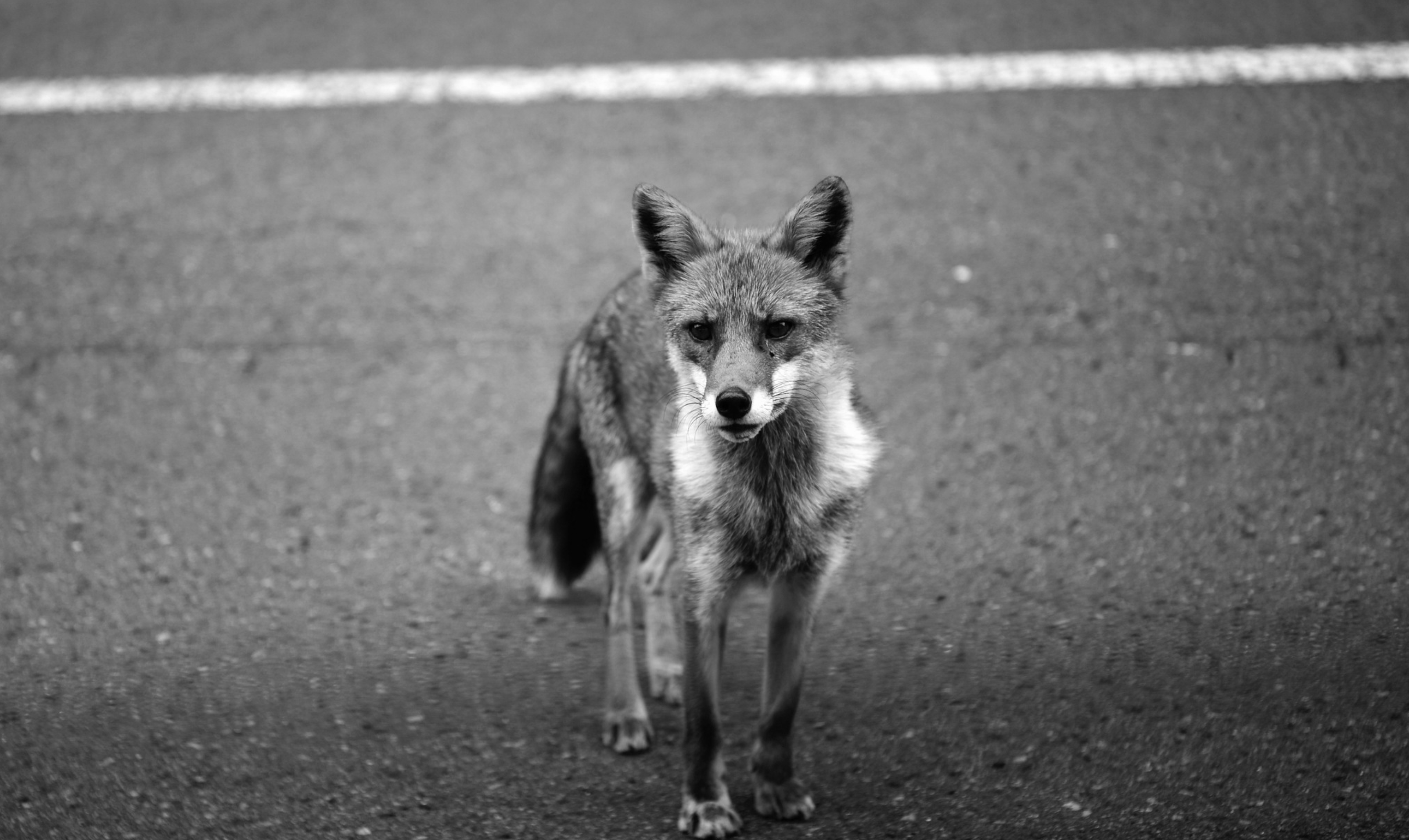 Fluffy fox walking on asphalt road · Free Stock Photo
