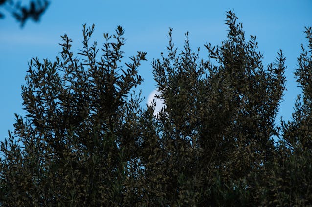 Grow Ornamental Olive Trees for a Beautiful Home Garden