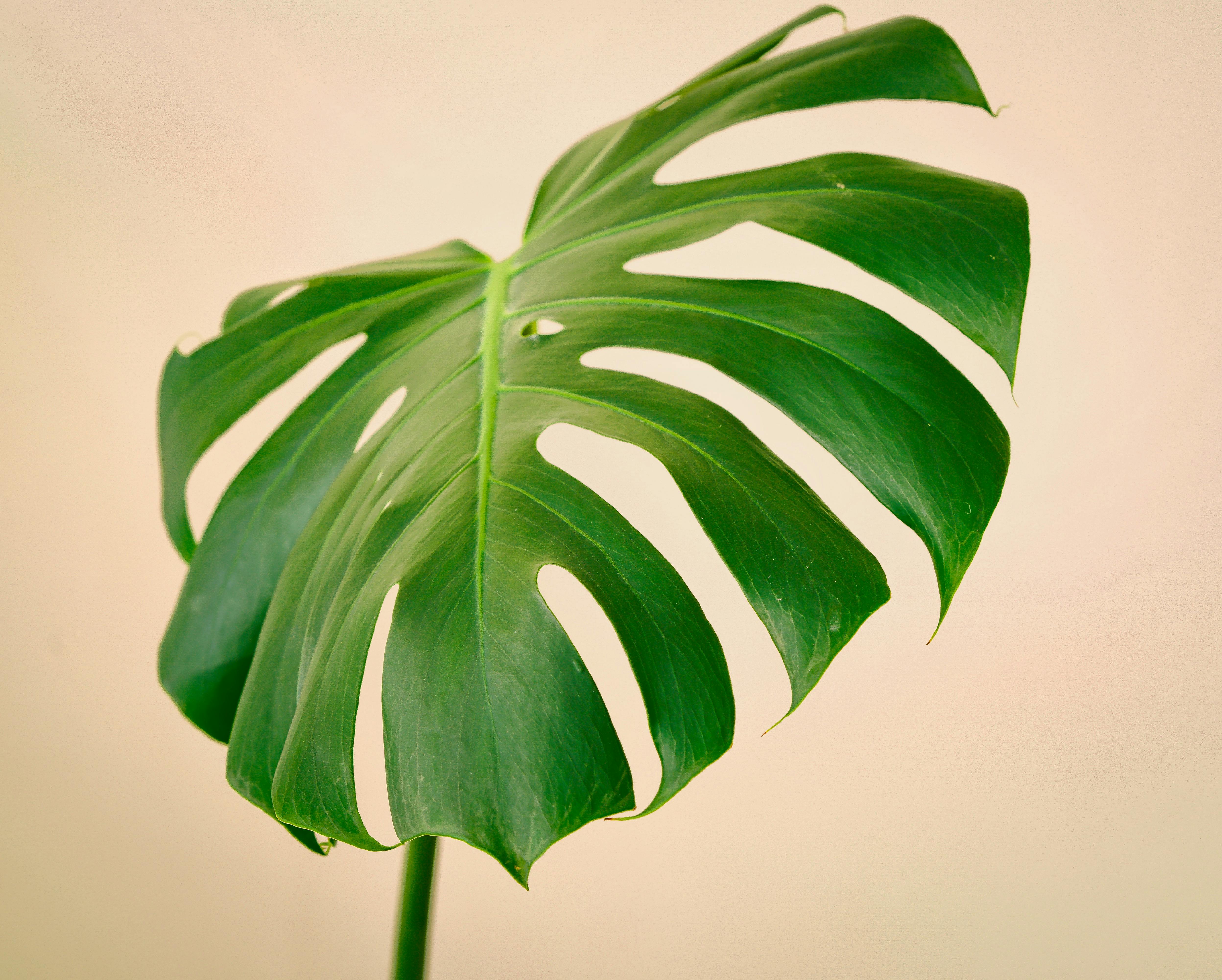 Decorative Monstera Leaf · Free Stock Photo