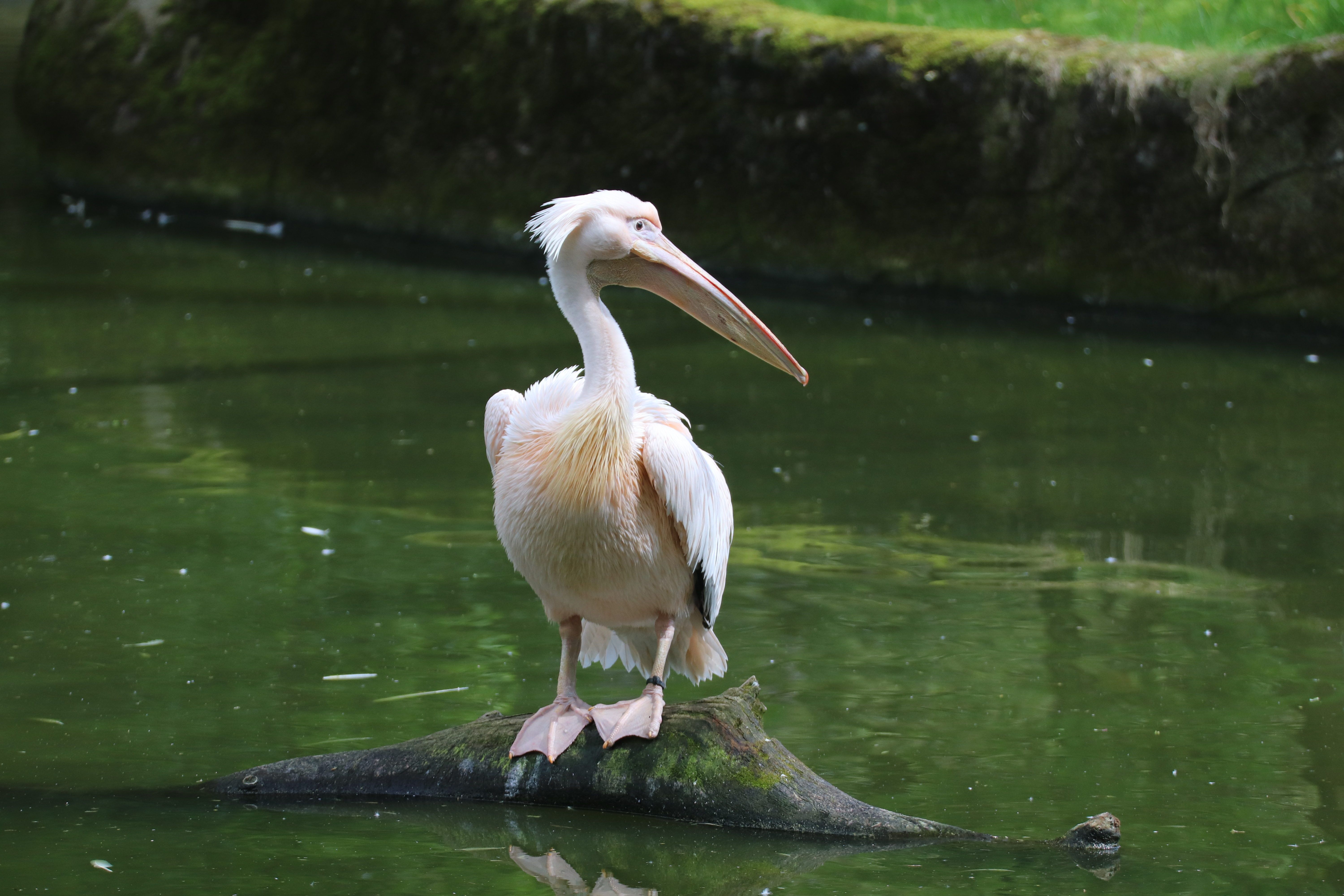 Pelican on trunk in ZOO · Free Stock Photo