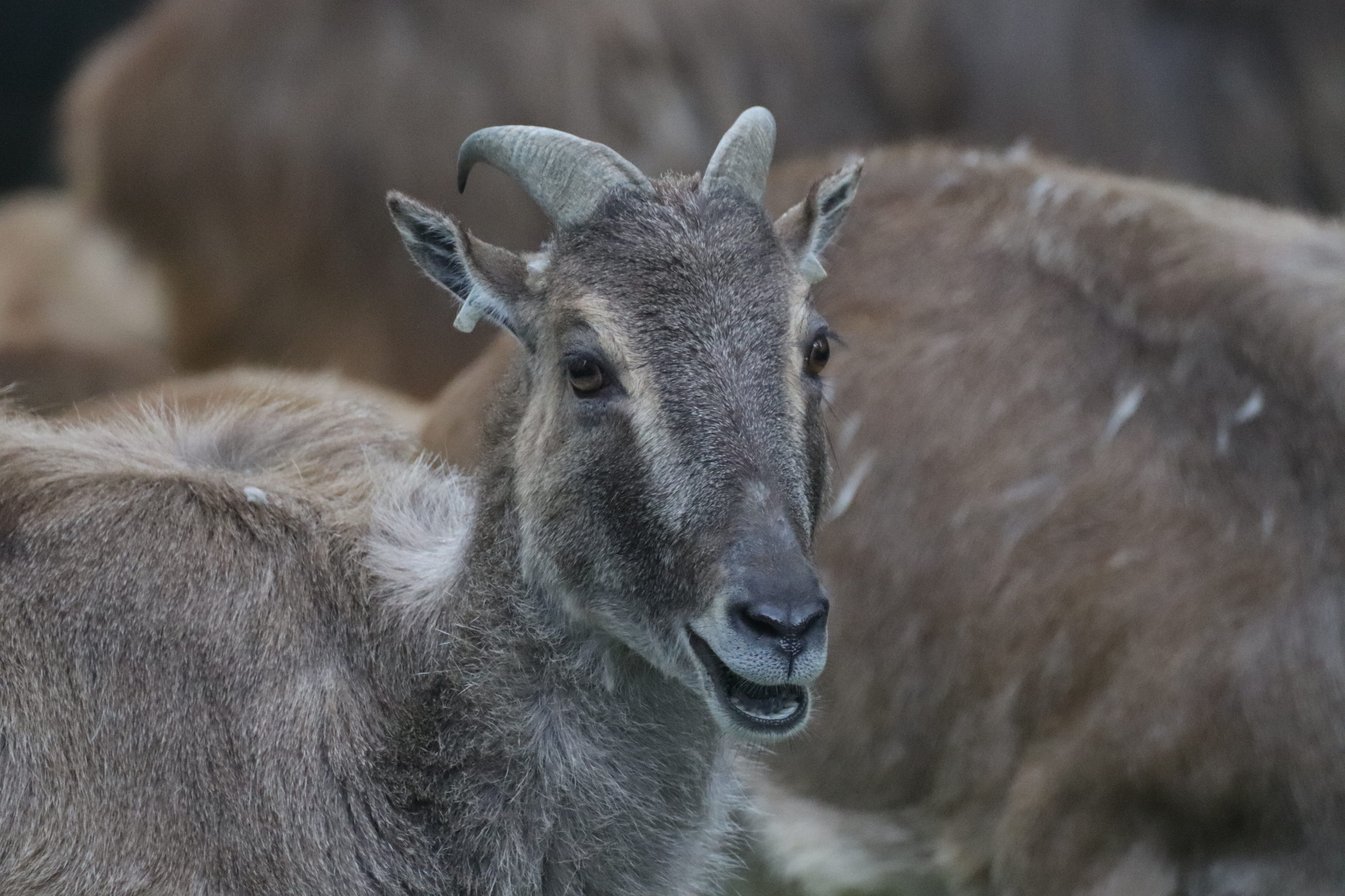 Head of Himalayan Tahr · Free Stock Photo