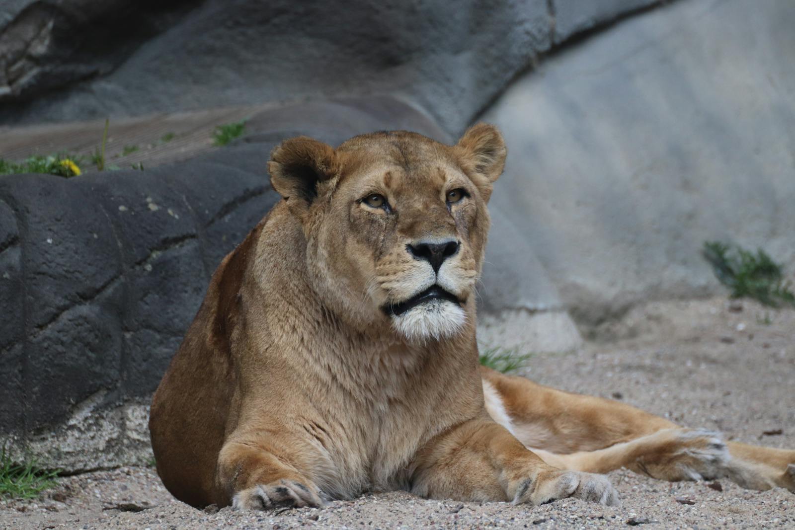 Lion Cage Photos, Download The BEST Free Lion Cage Stock Photos & HD Images