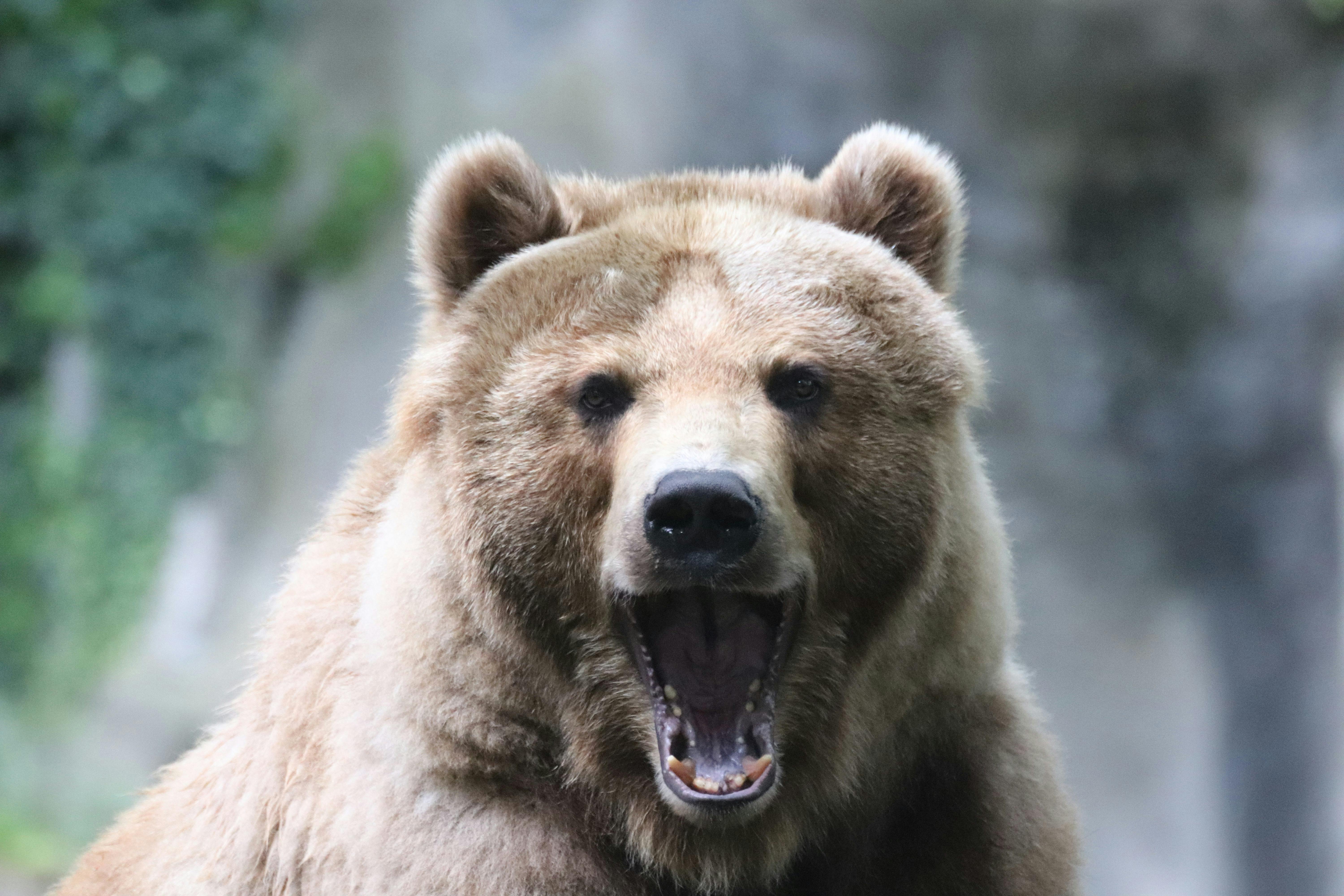 Yawning Brown Bear · Free Stock Photo