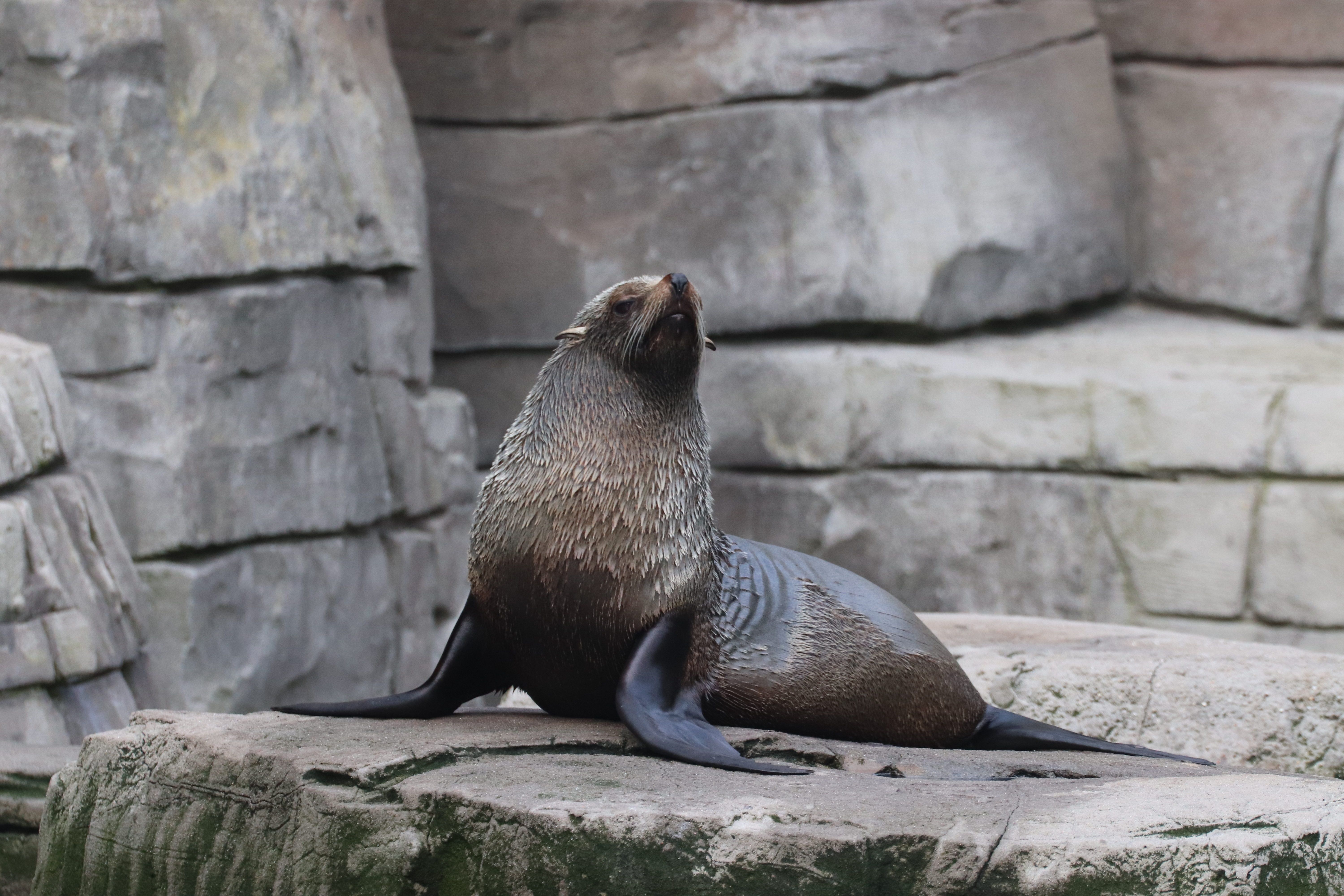 Seal in Zoo · Free Stock Photo