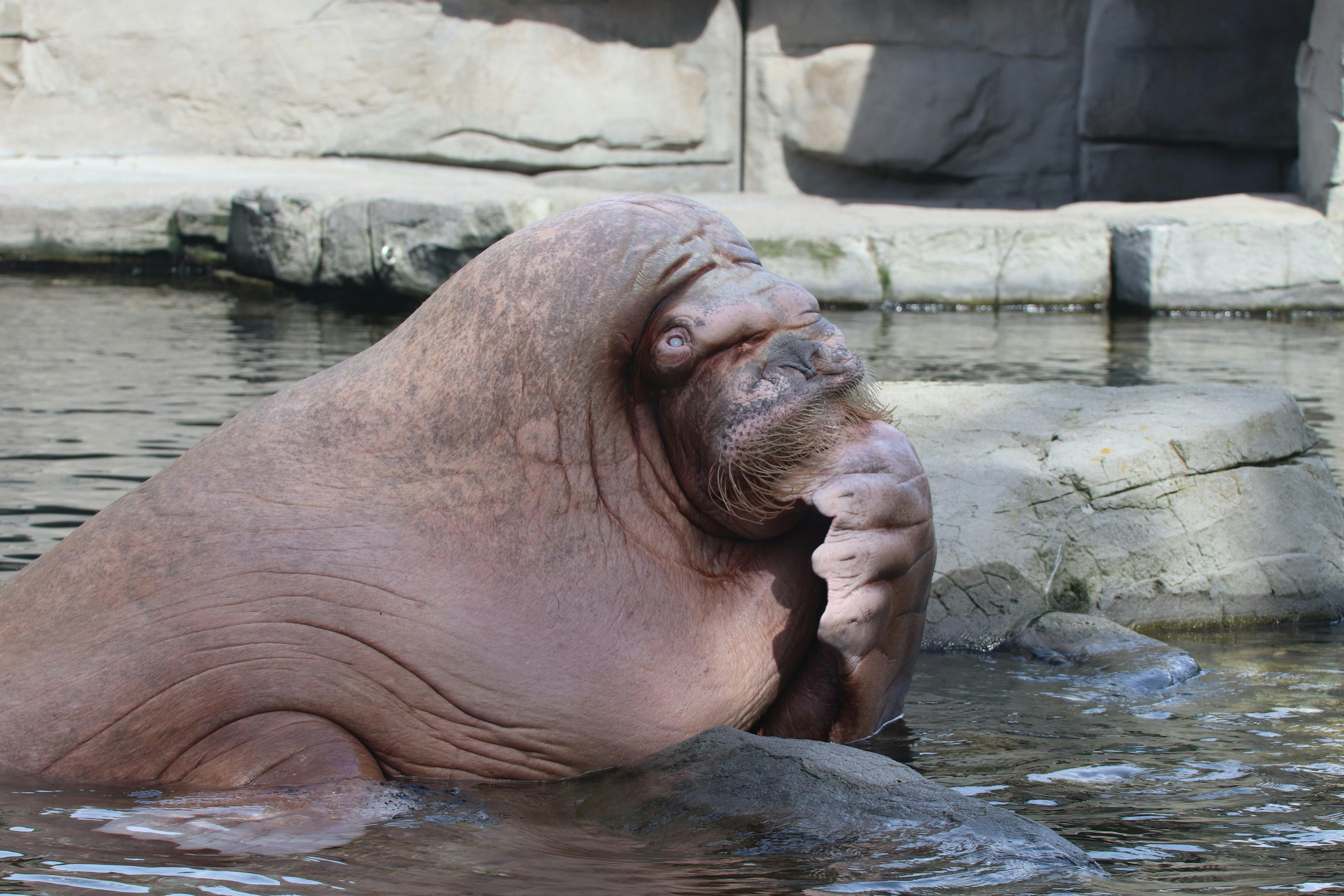 Walrus in ZOO · Free Stock Photo