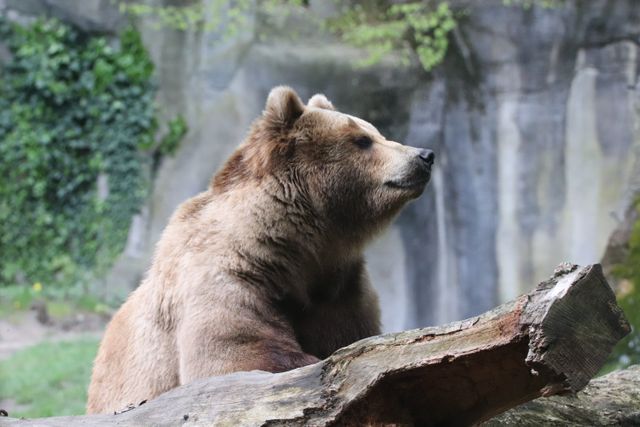 Ursus Arctos Syriacus: The Syrian Brown Bear Explained