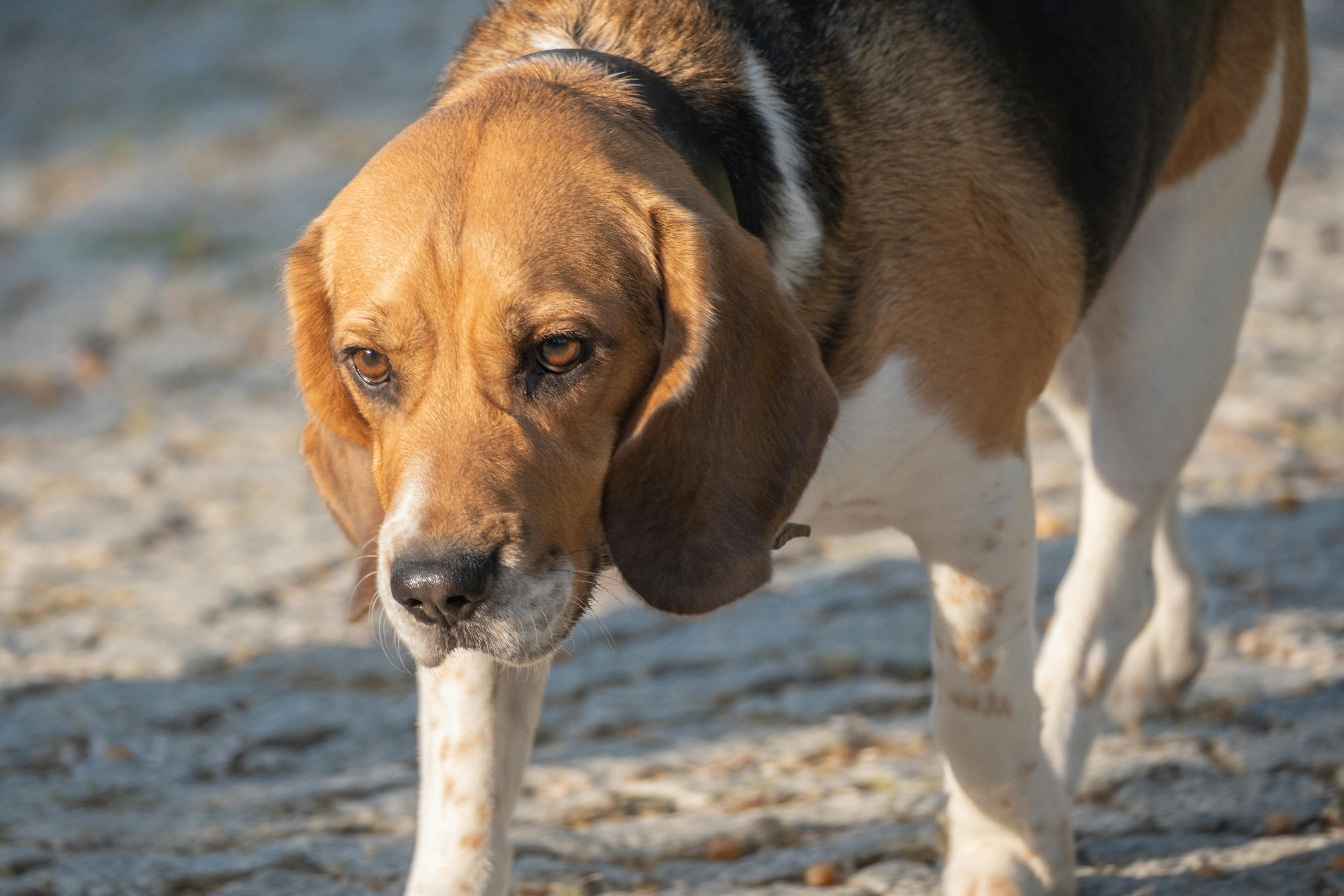 Woman Holding a Beagle Dog · Free Stock Photo