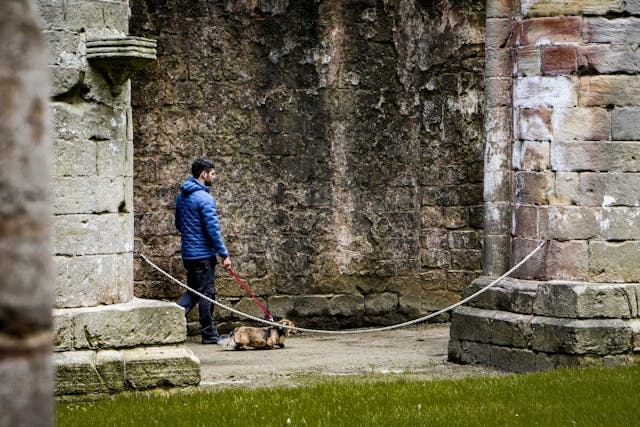Dogs of Roman Britain: Unveiling Ancient Canine Companions