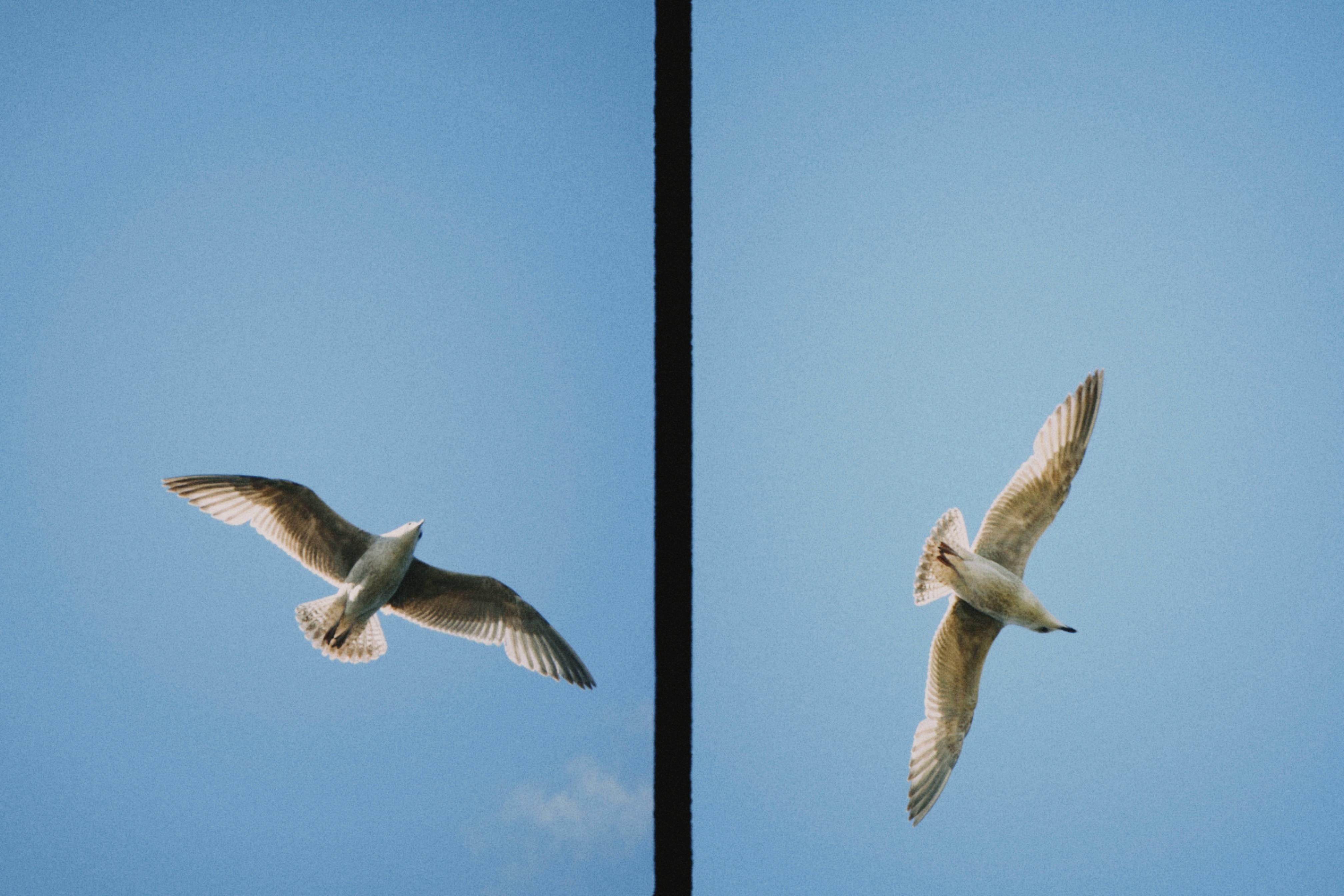 Caribbean Seagulls on Sand · Free Stock Photo