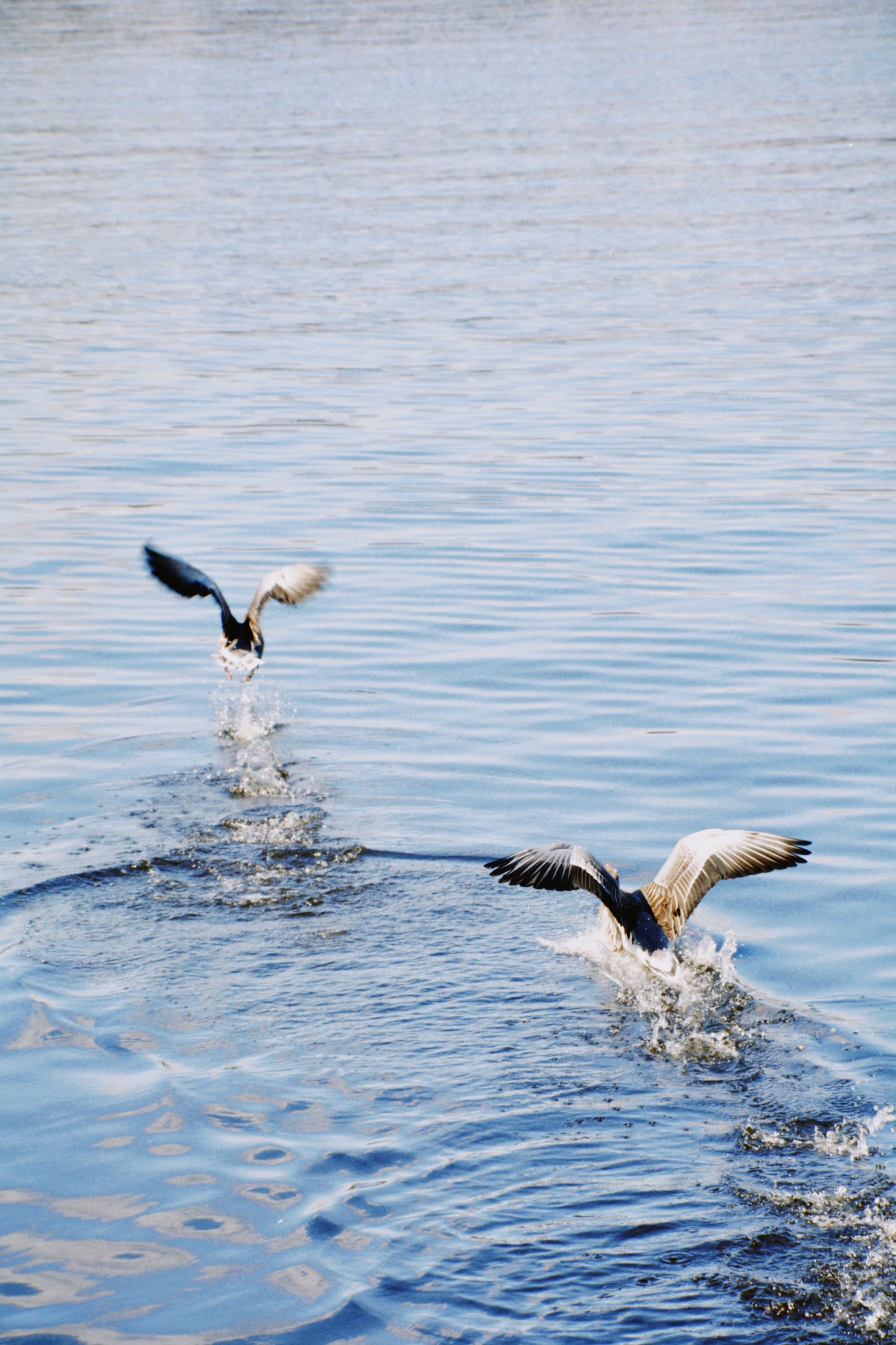 Birds Landing on Water · Free Stock Photo