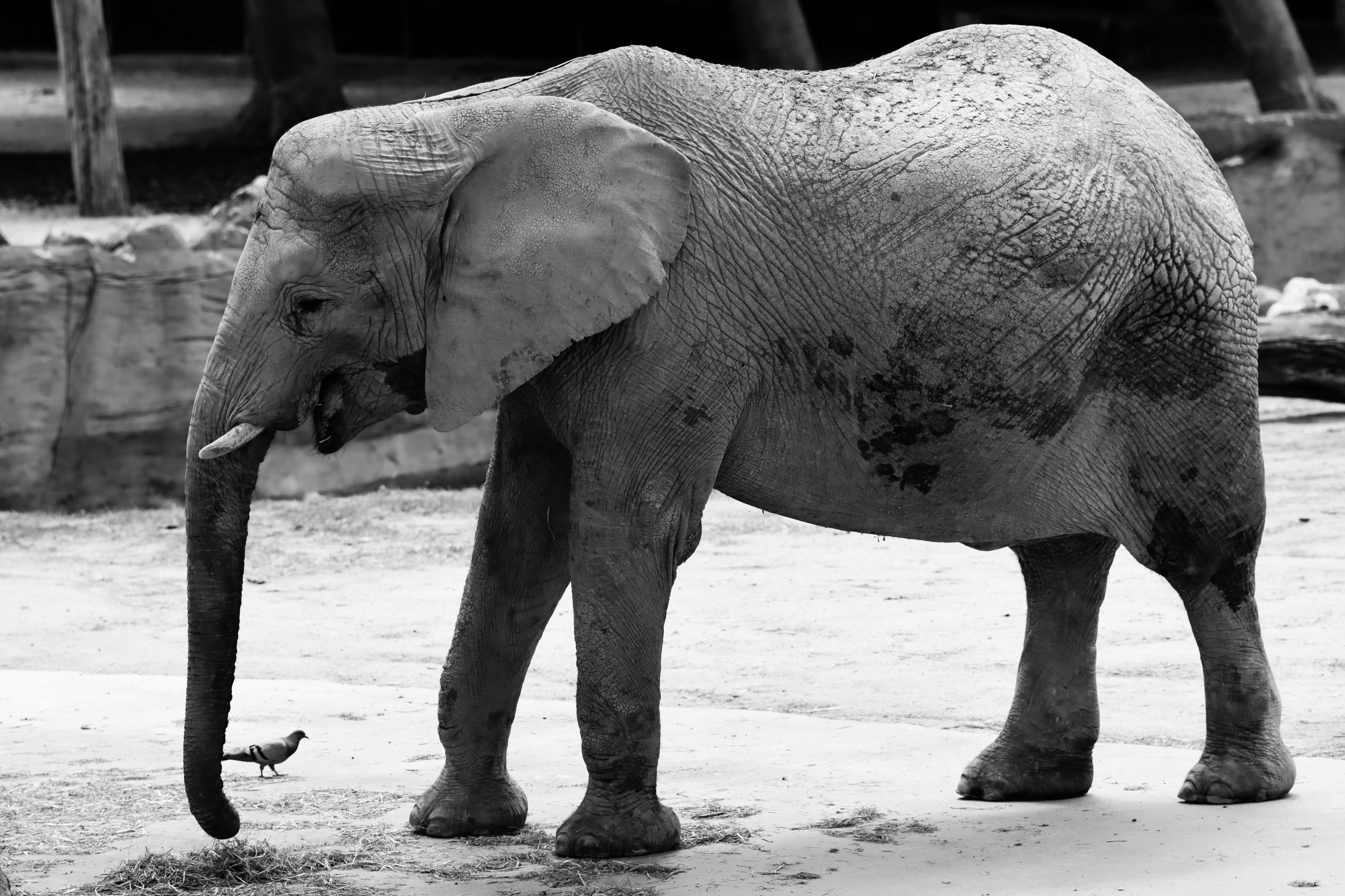 A Pigeon Standing next to an Old Elephant in a Zoo · Free Stock Photo