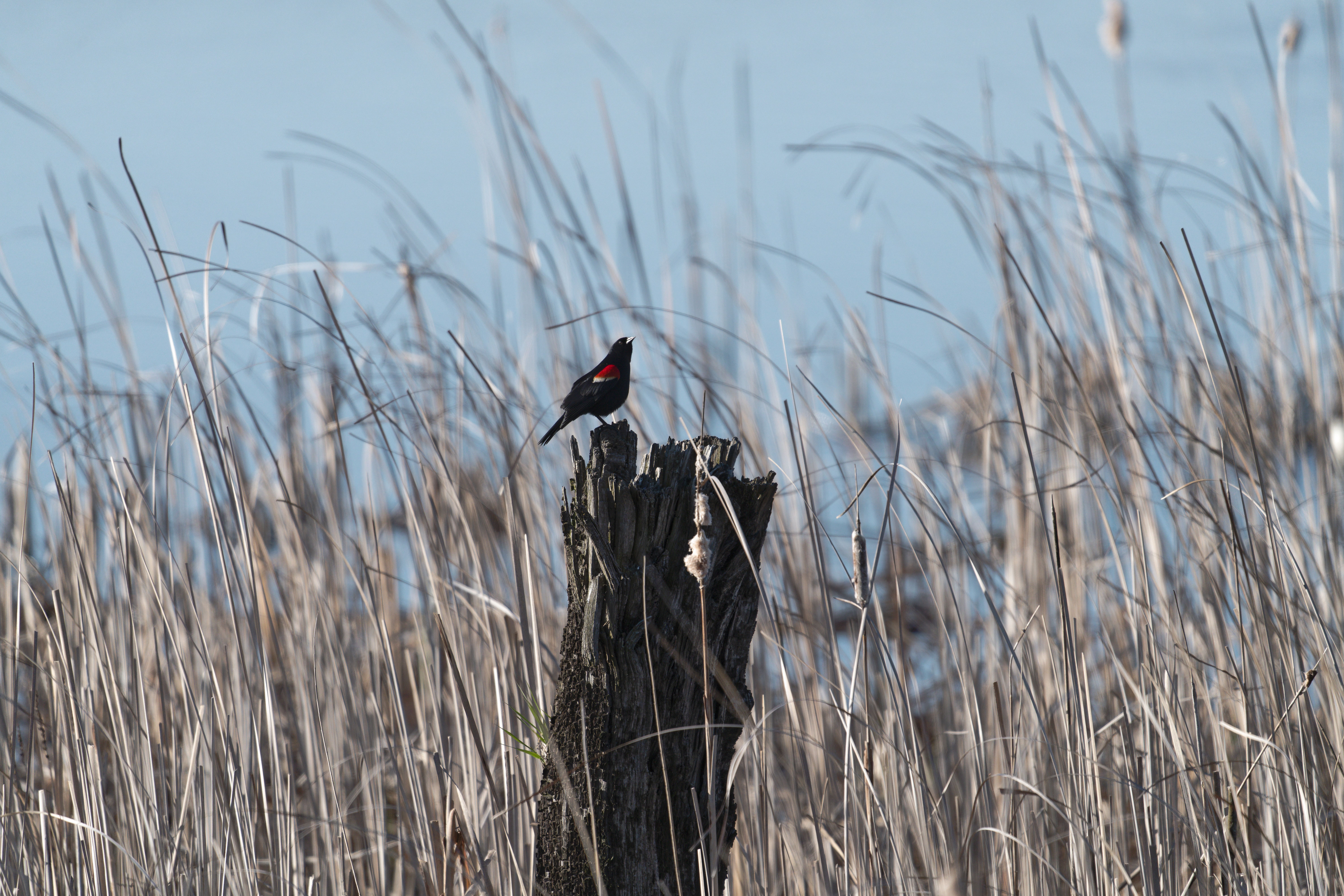 Bird Reed Photos, Download The BEST Free Bird Reed Stock Photos & HD Images