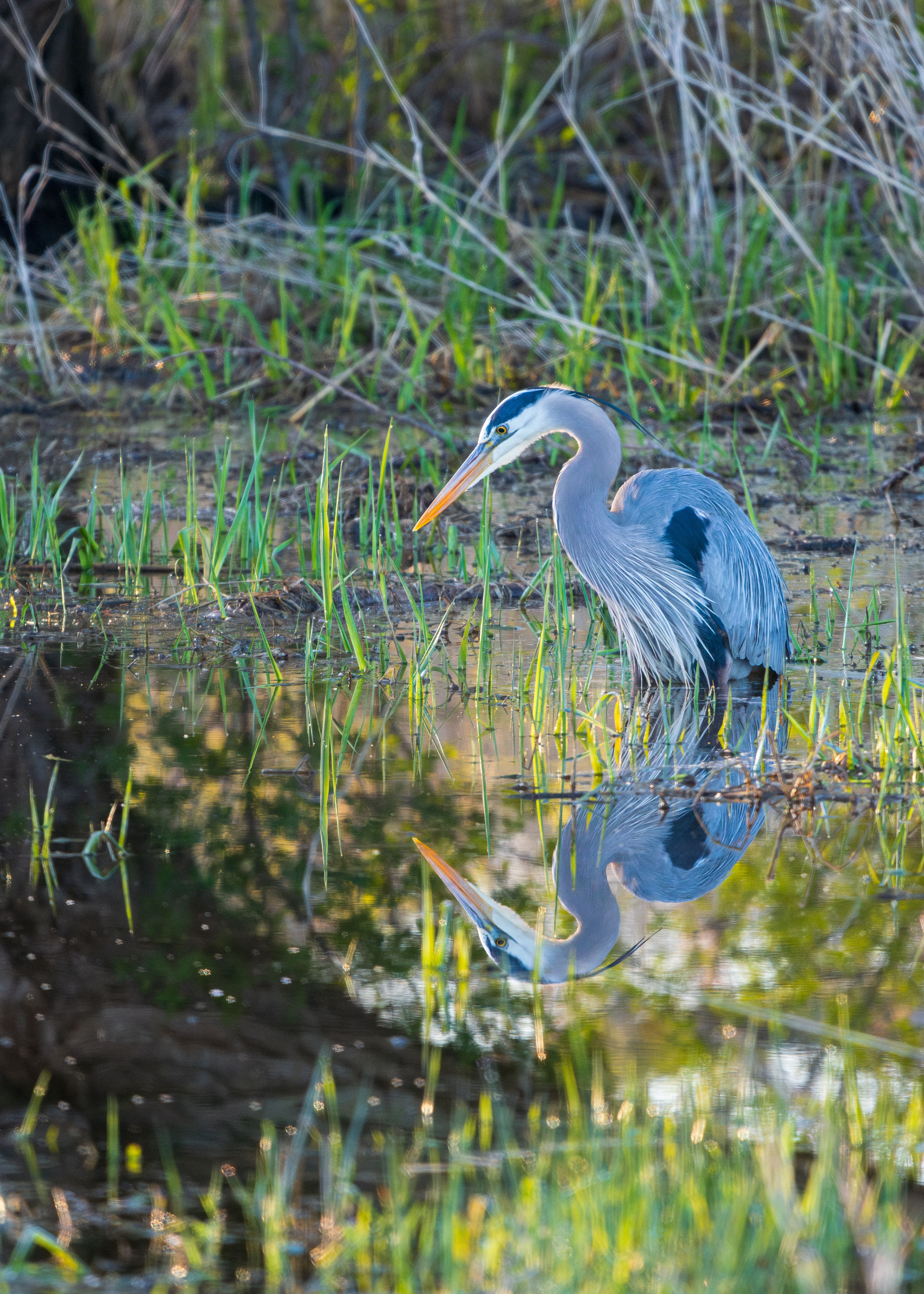 Great Blue Hearon (5x7, 600mm) · Free Stock Photo