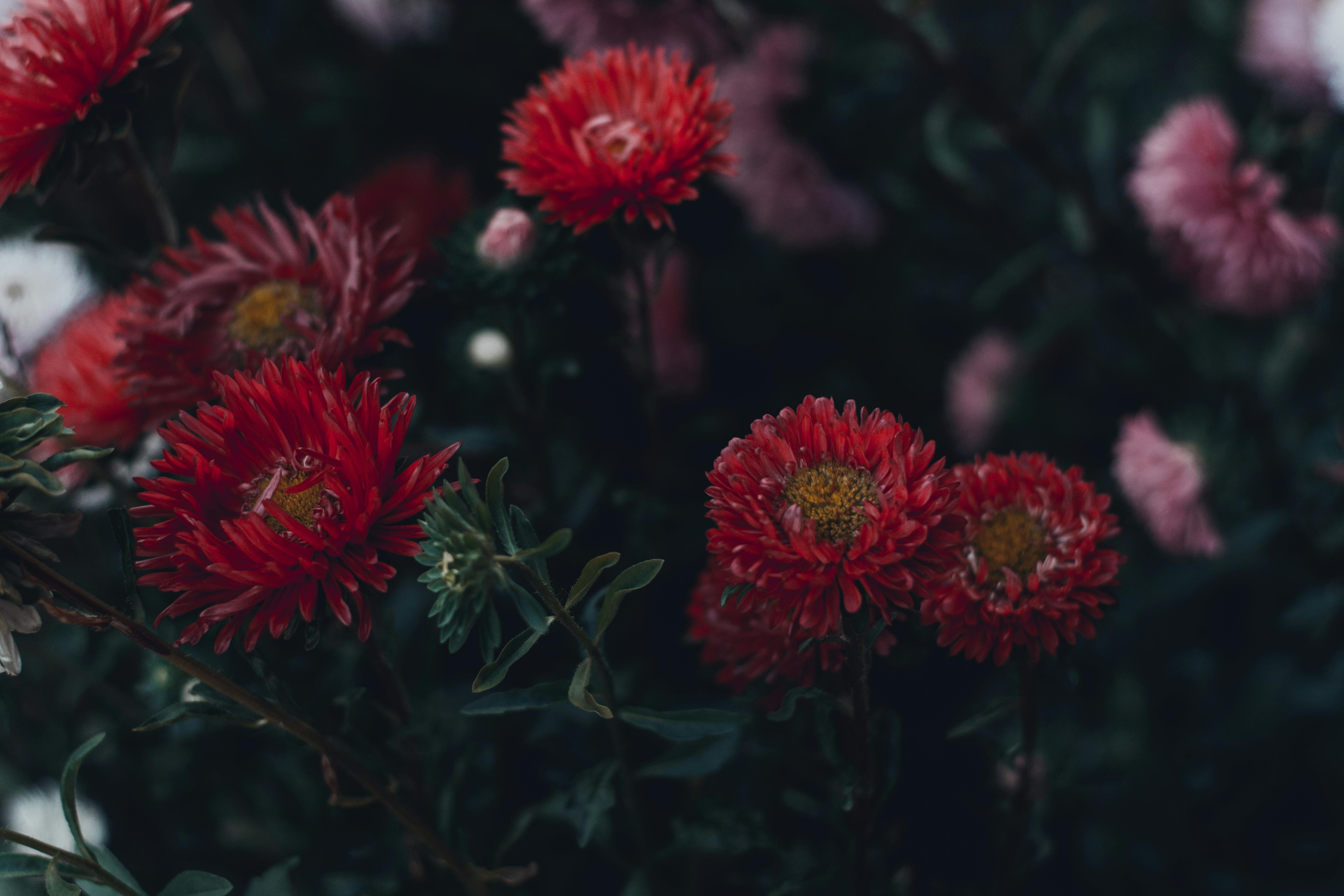 Blooming Red and Pink Flowers · Free Stock Photo