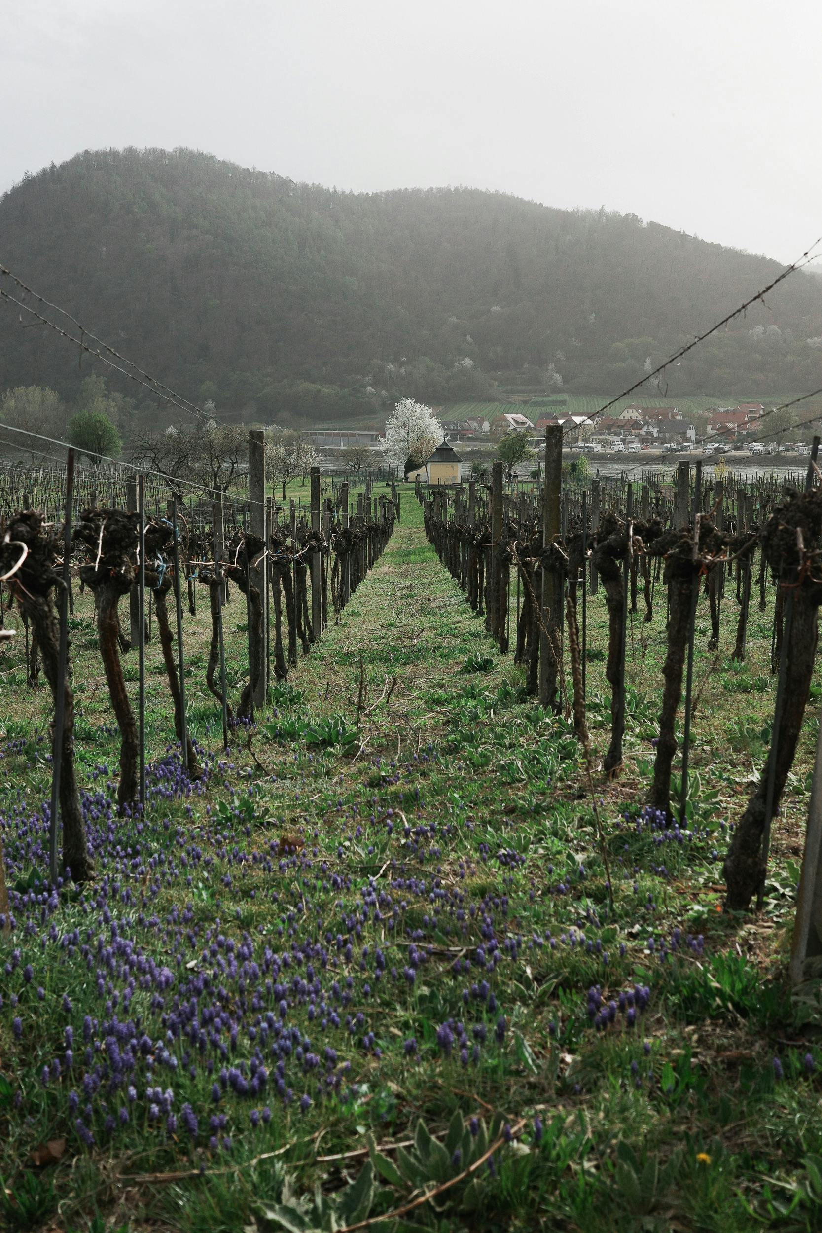 Vineyard in Valley · Free Stock Photo