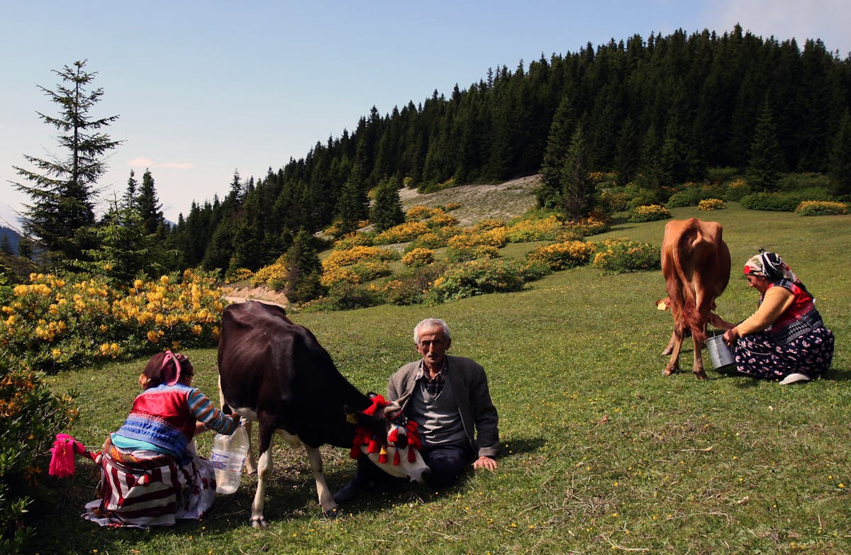 Shepherds In The Field Photos, Download The BEST Free Shepherds In The ...