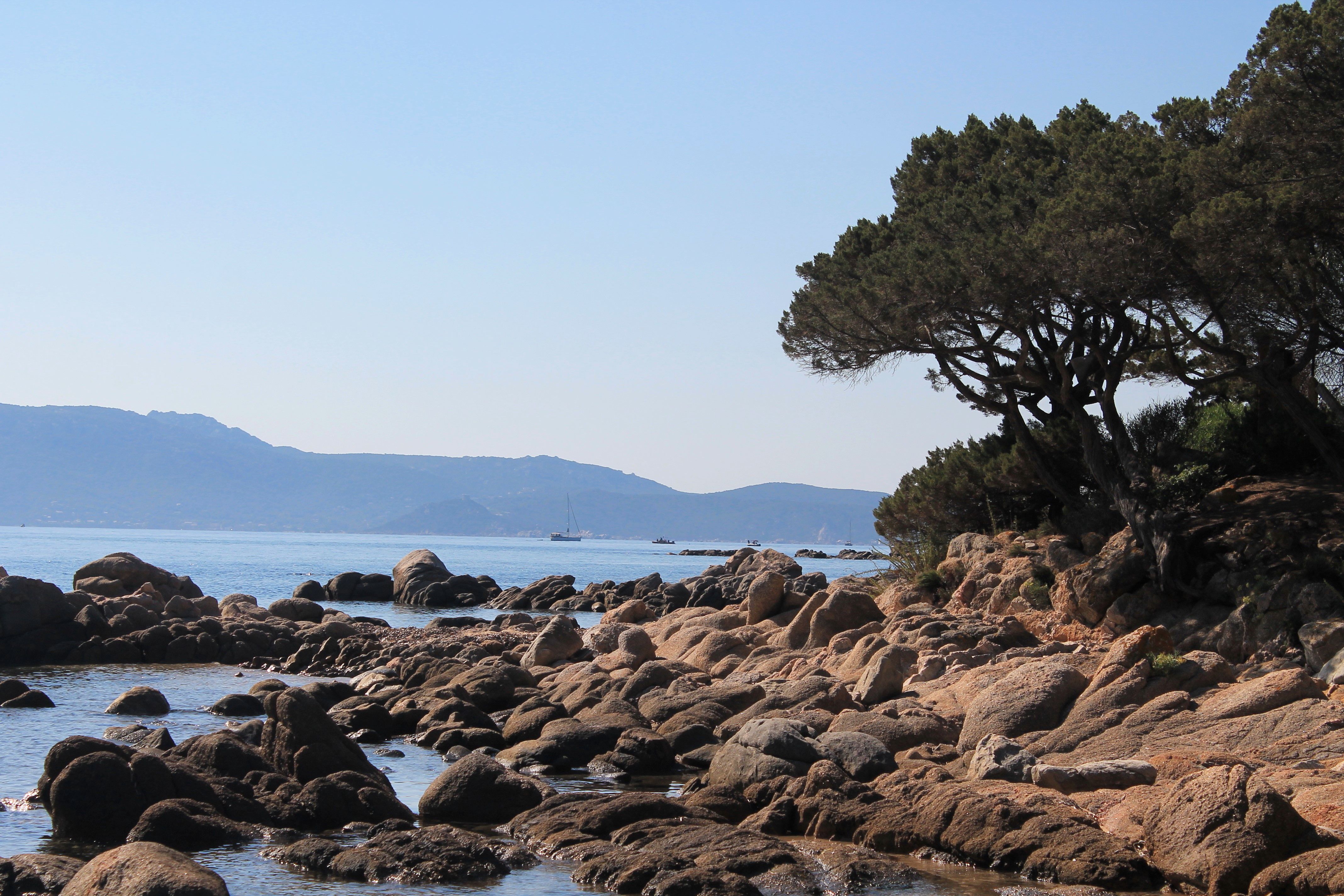 Trees at Seashore in Summer · Free Stock Photo