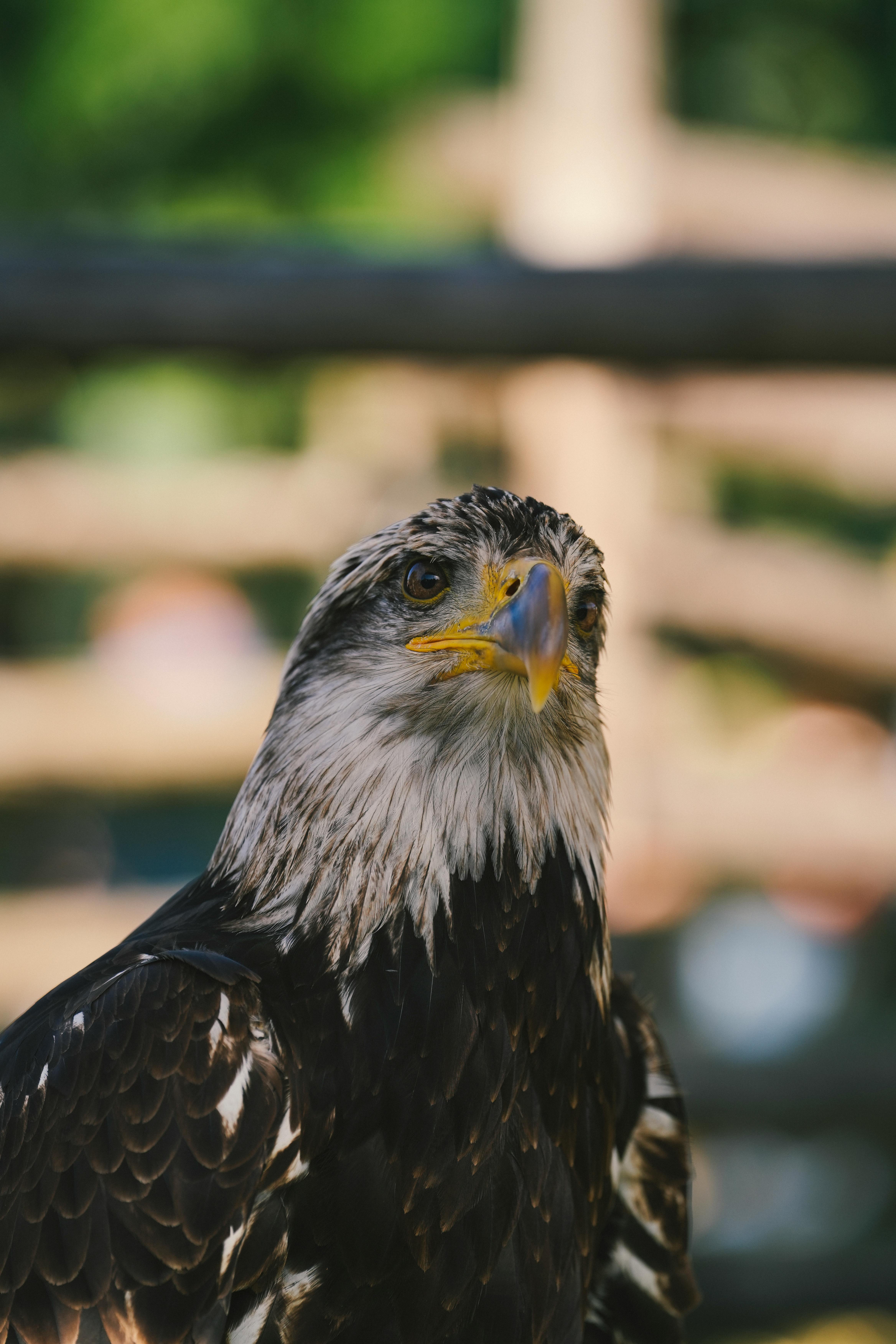 Standing Eagle Photos, Download The BEST Free Standing Eagle Stock ...