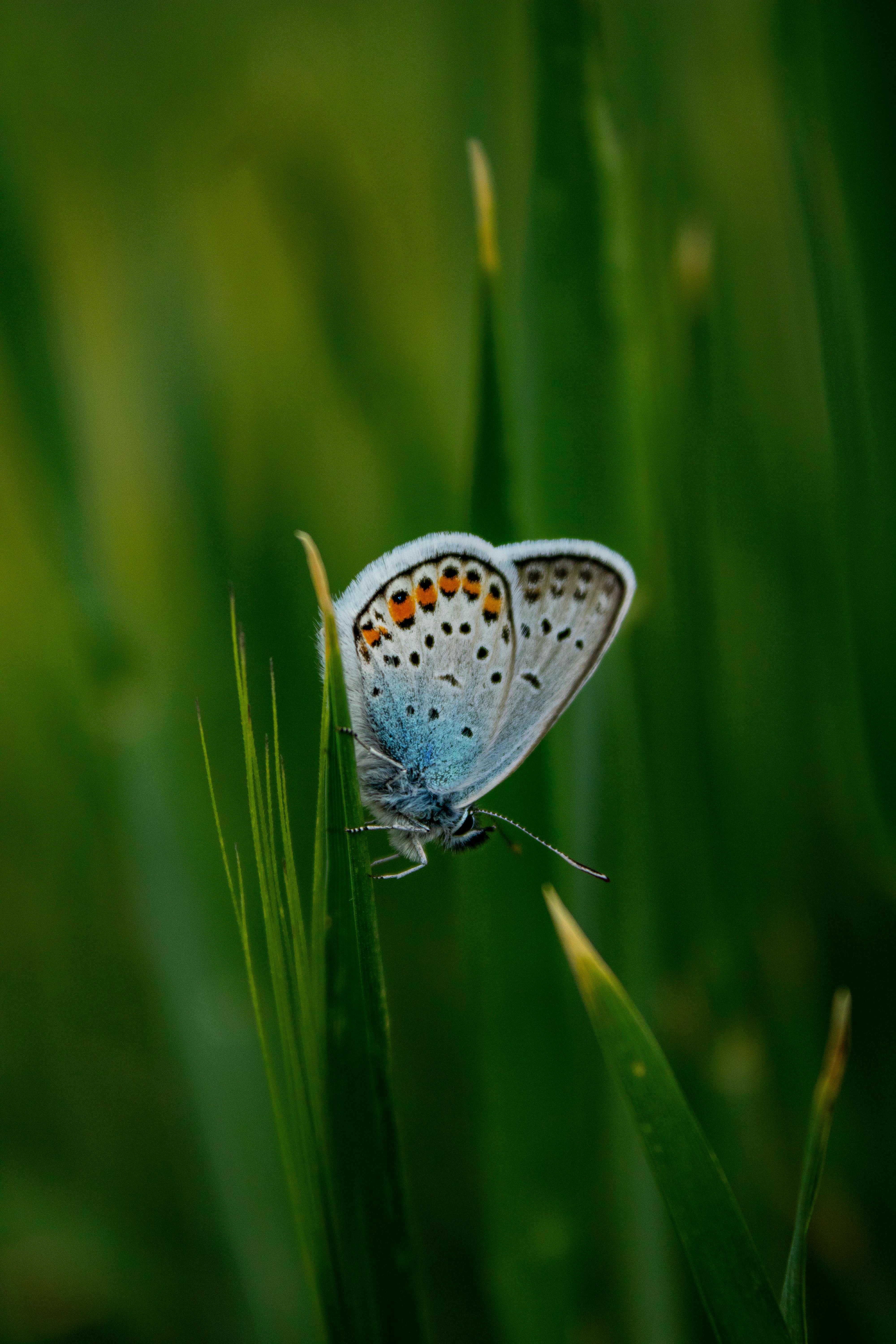 Northern Blue Butterfly on a Blade of Grass · Free Stock Photo