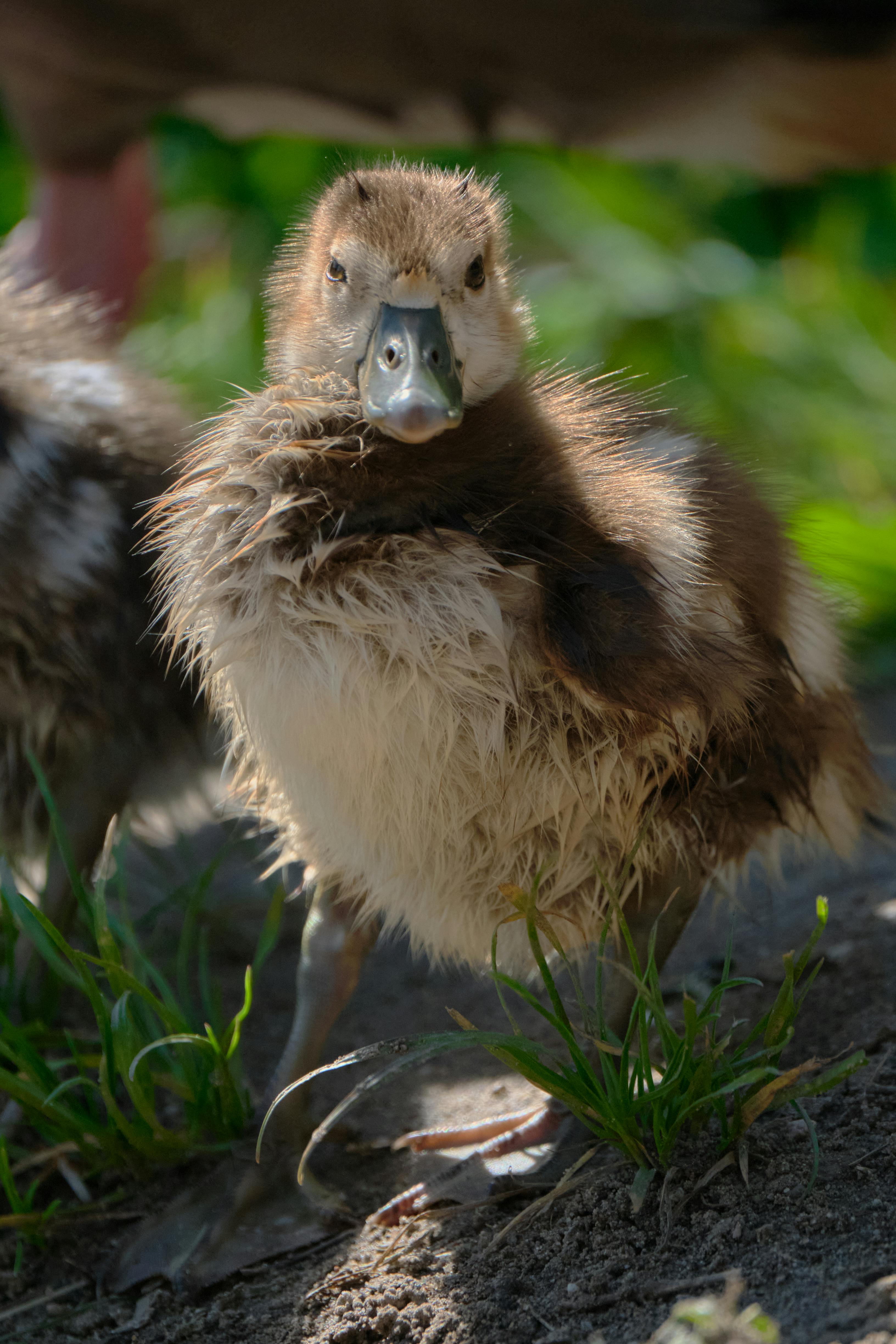 Photo of Duck on Water · Free Stock Photo