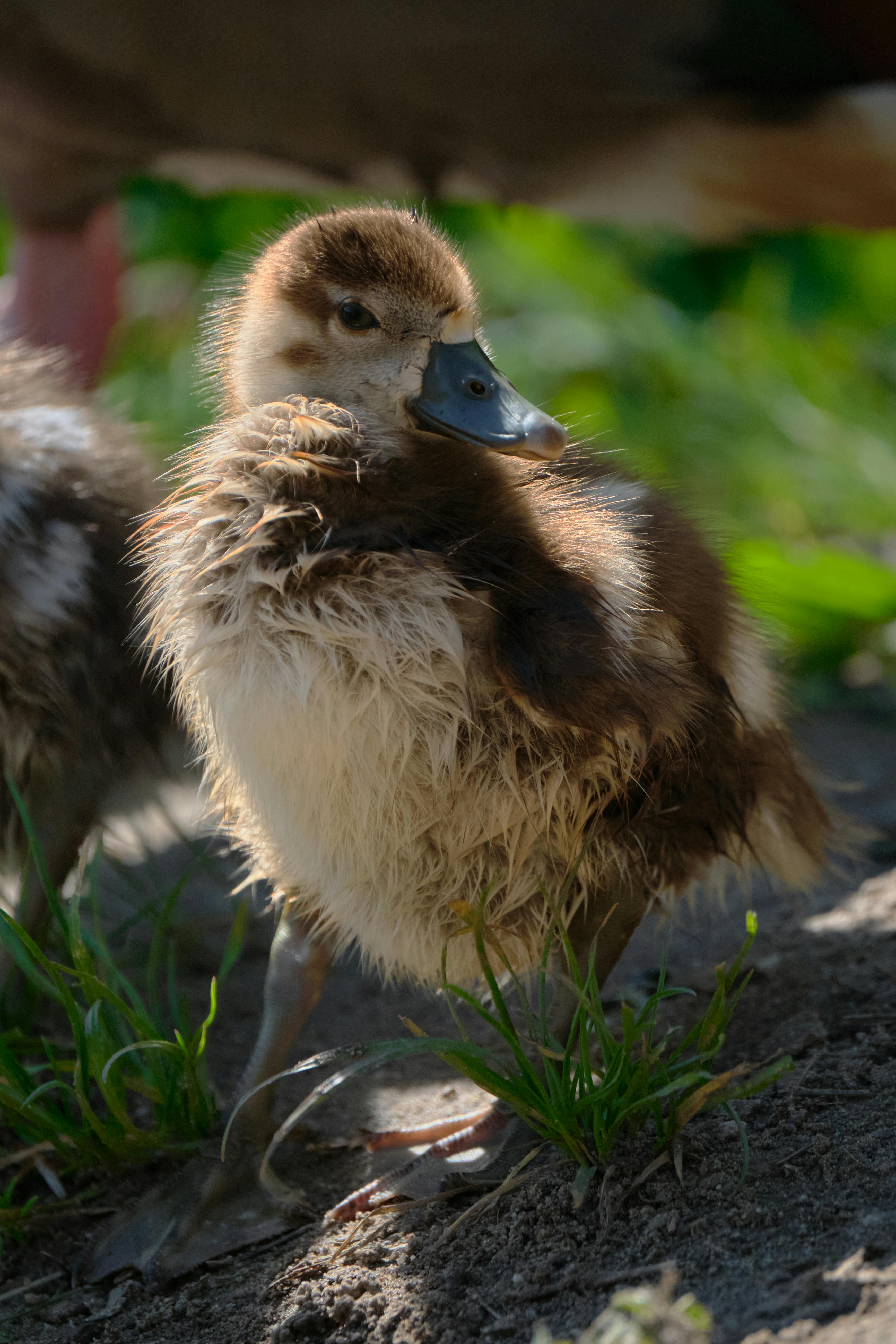 Adorable Duckling in Close Up · Free Stock Photo