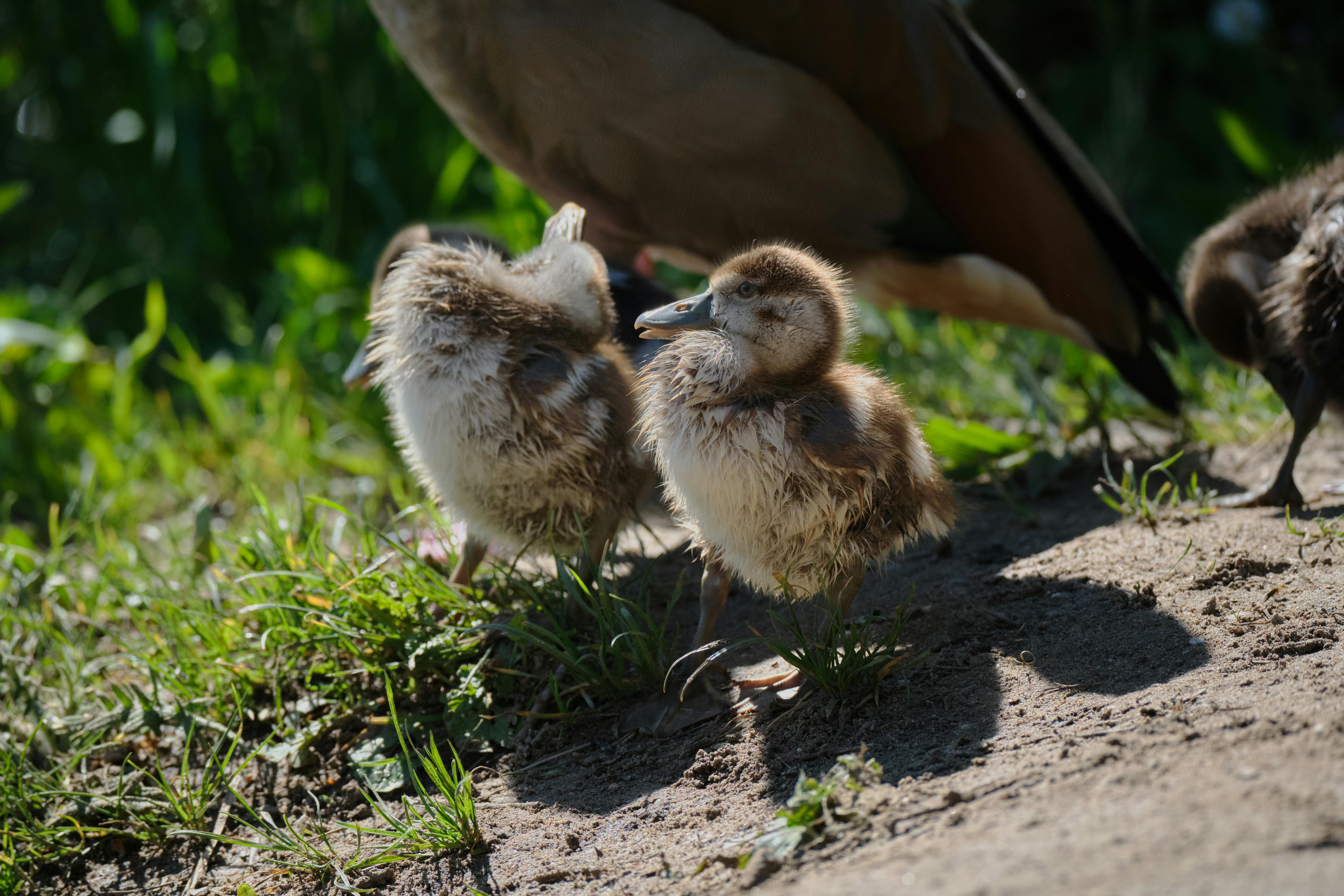 Spring Ducks Mallard Family Photos, Download The BEST Free Spring Ducks ...