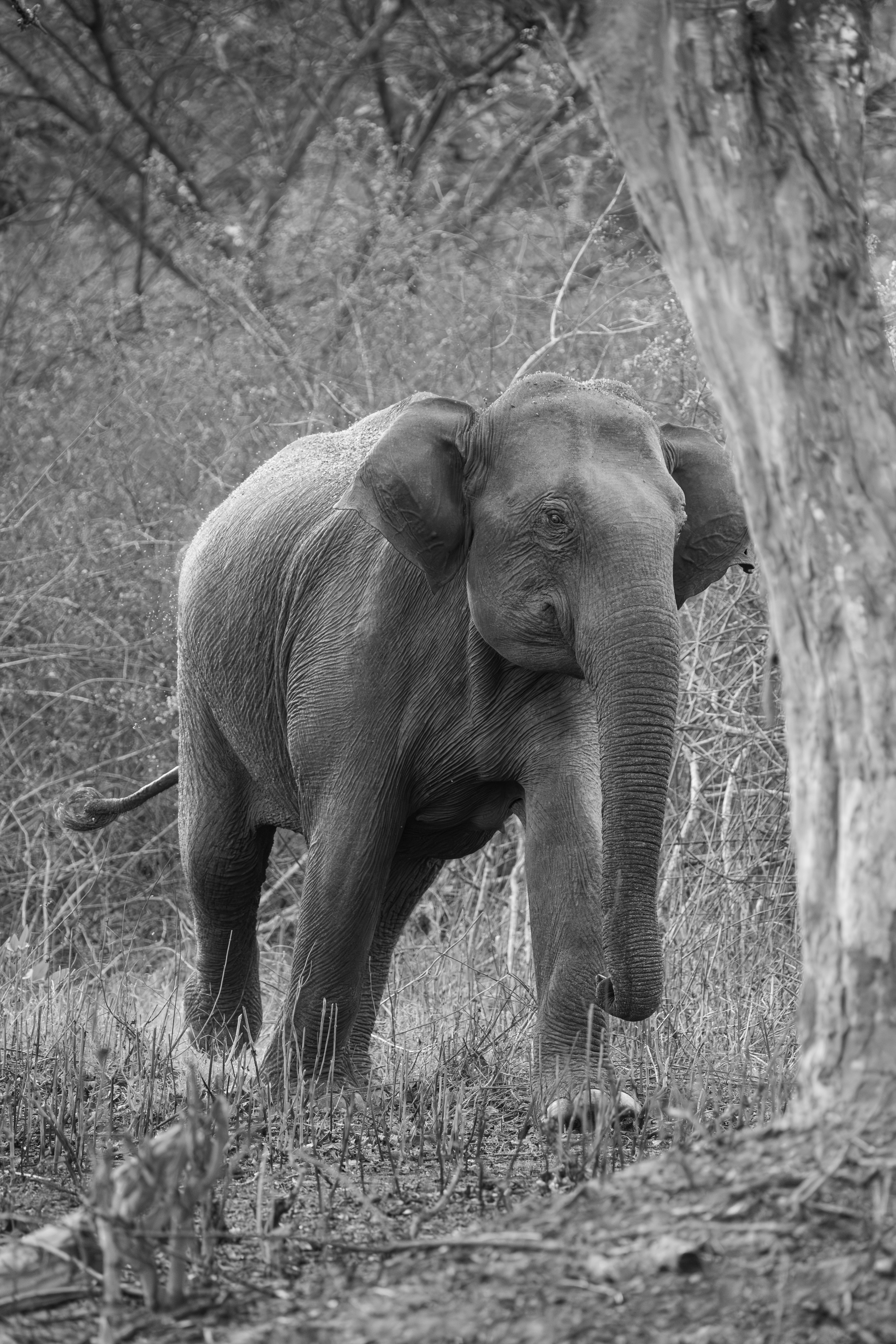 4k Elephant Photos, Download The BEST Free 4k Elephant Stock Photos ...