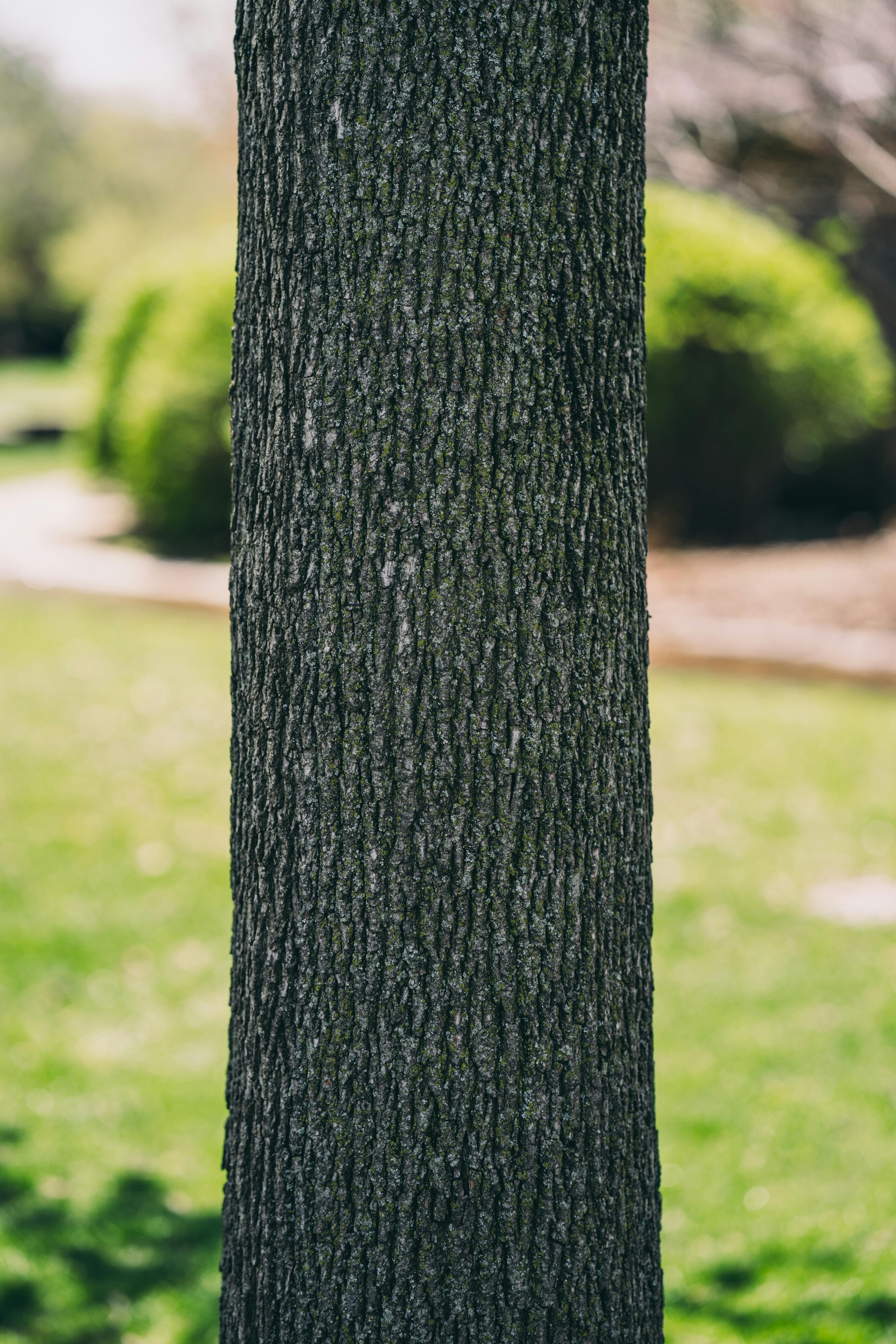 Photo of Tree Bark · Free Stock Photo
