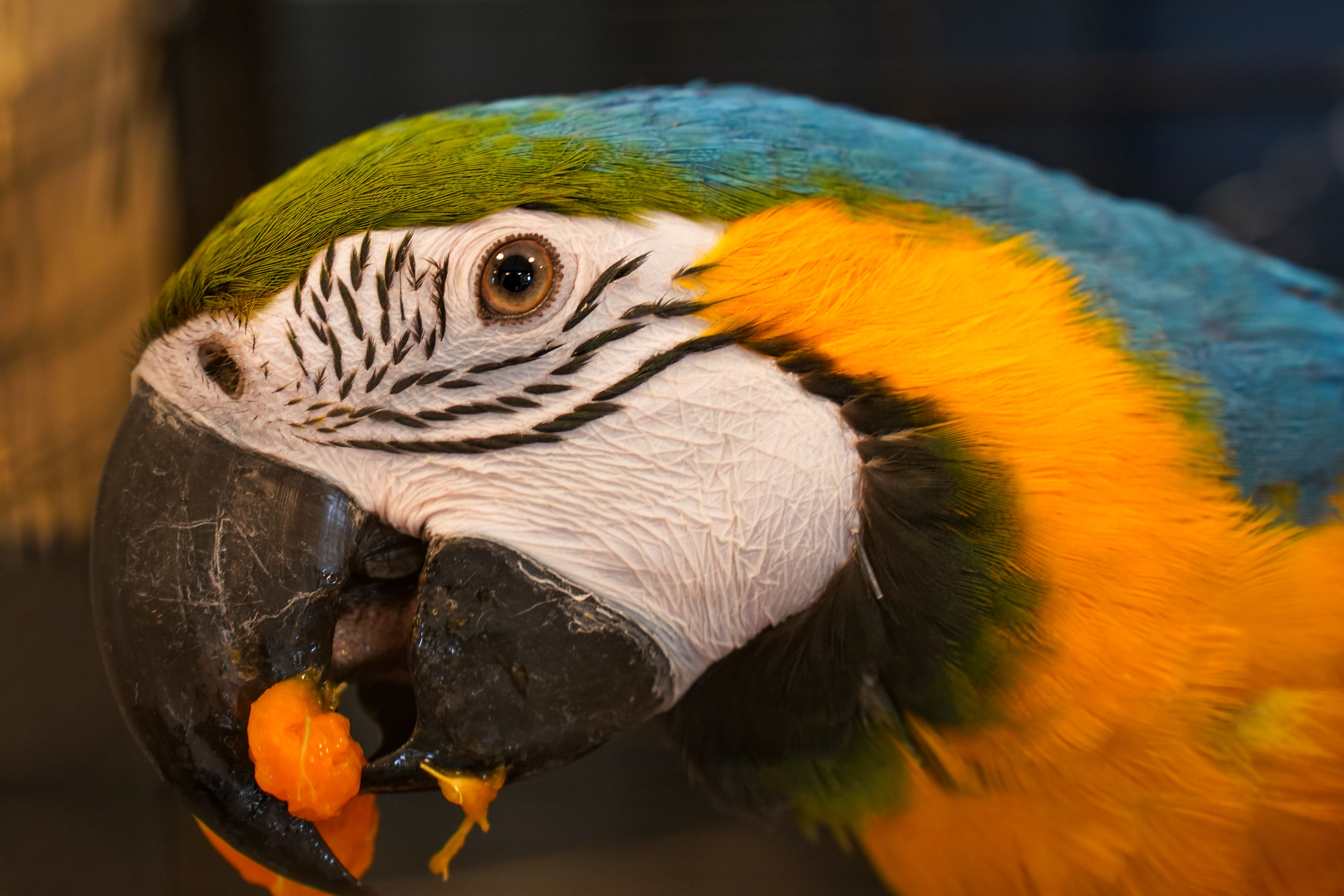 Closeup of Colorful Parrot Eating Fruit · Free Stock Photo