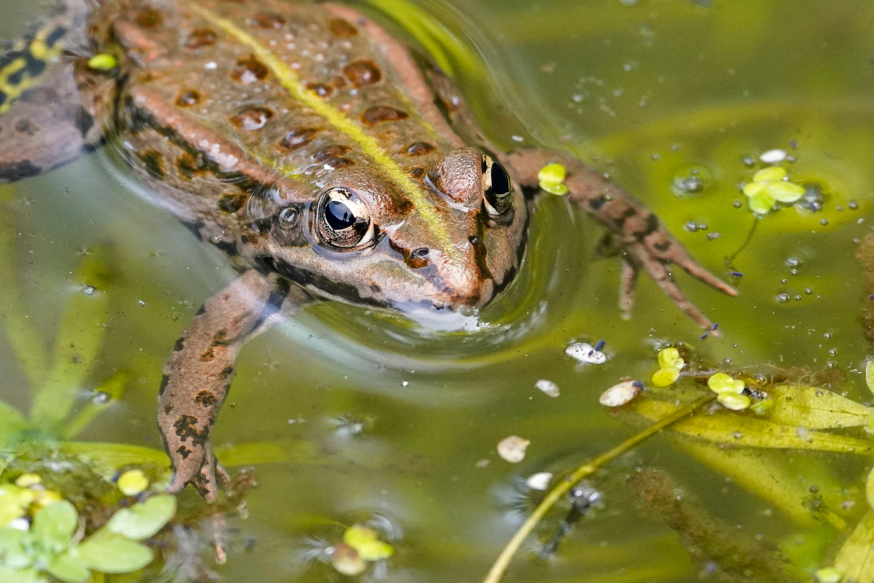 Close-up of a Frog Swimming in the Water · Free Stock Photo