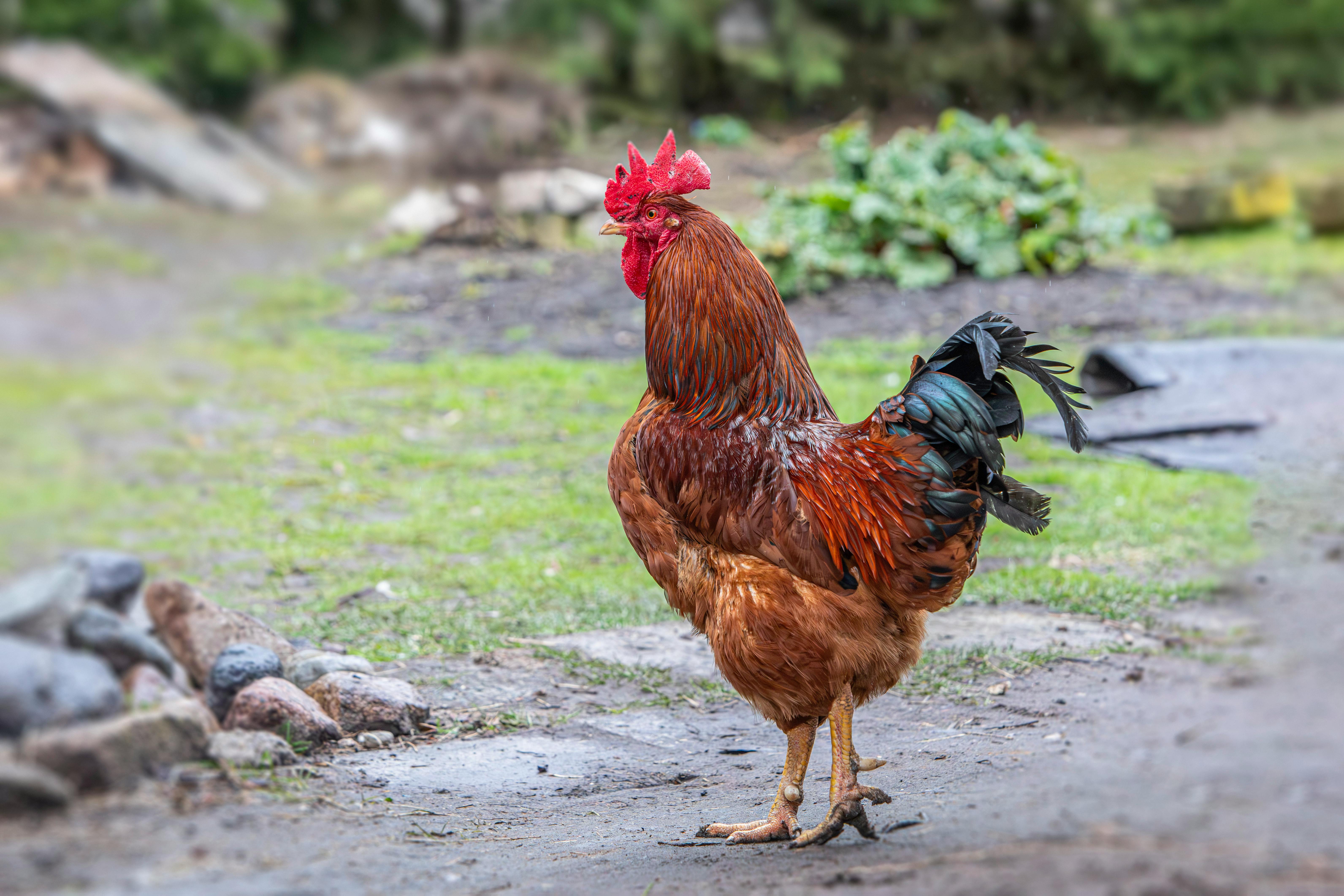 Selective Focus of Rooster · Free Stock Photo