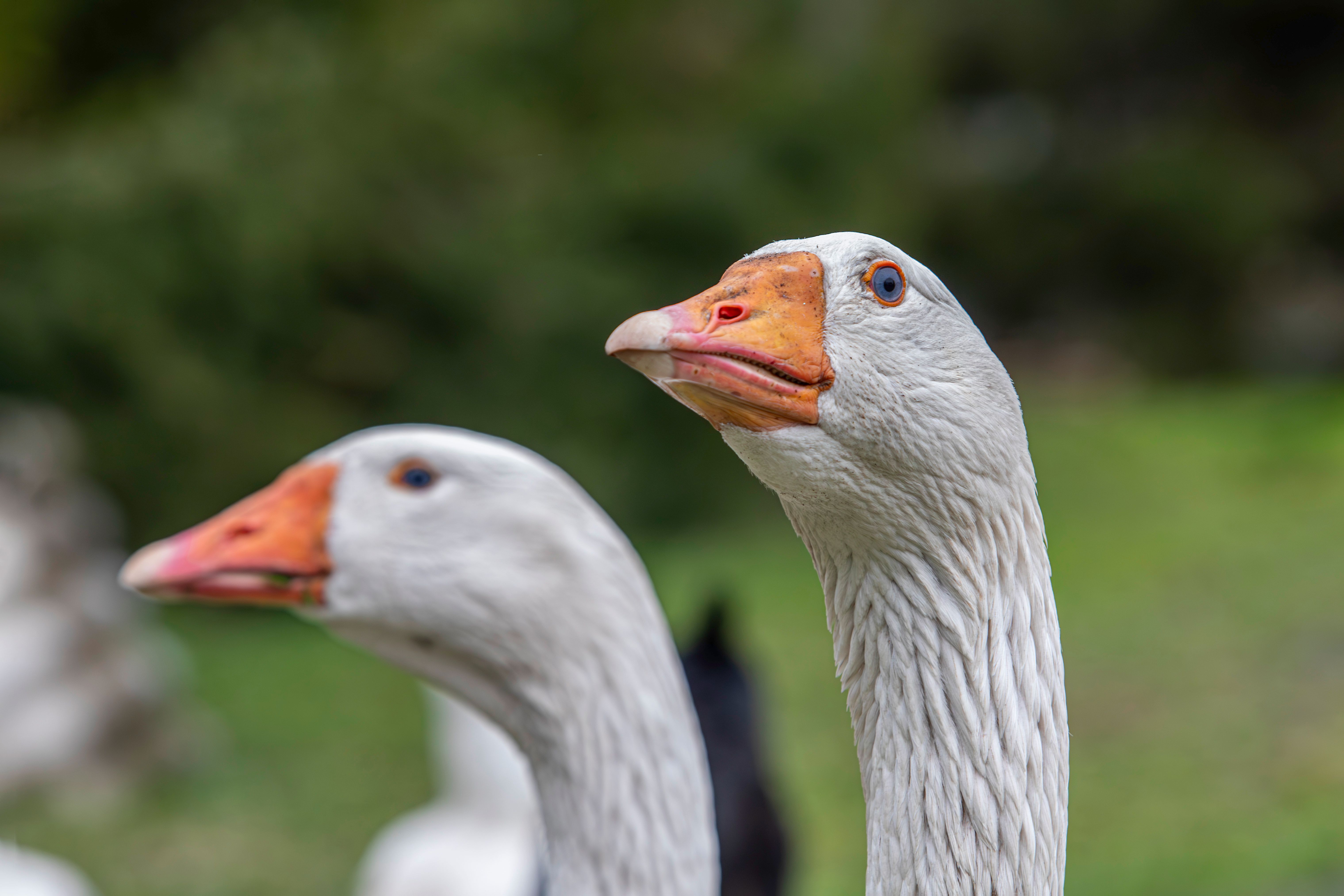 Close-up of Domestic Geese on a Field · Free Stock Photo