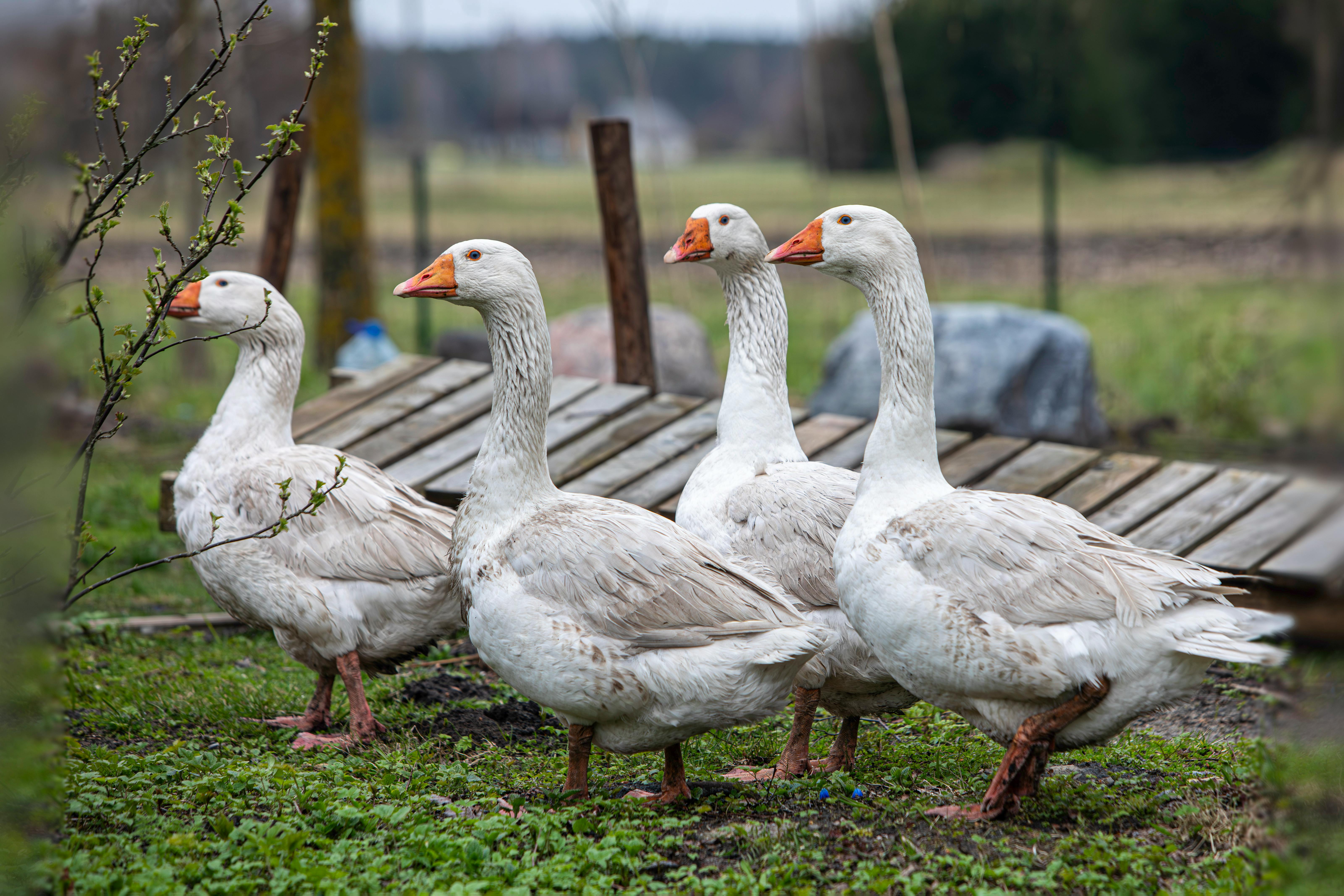 Goose Care Photos, Download The BEST Free Goose Care Stock Photos & HD ...