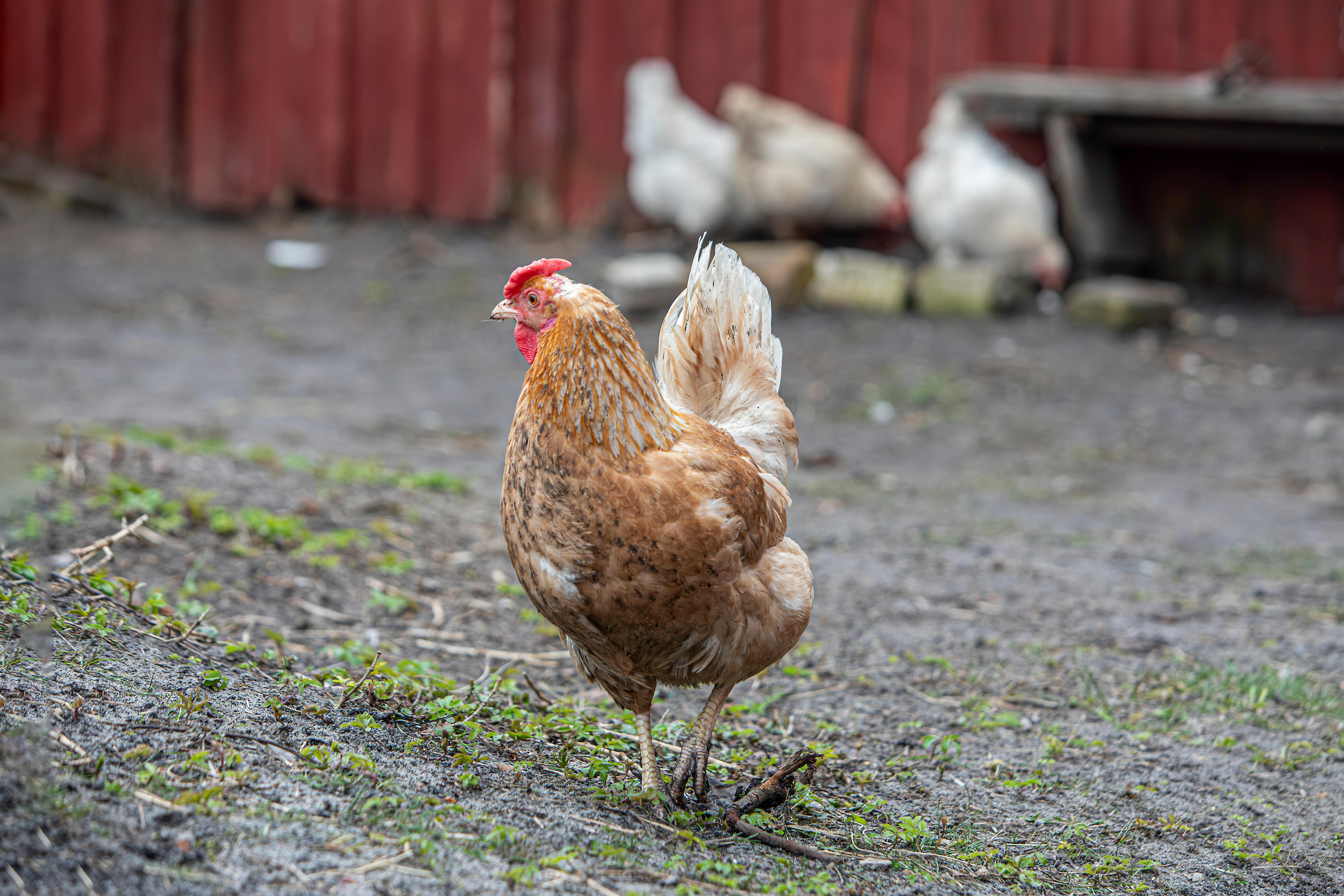 A chicken is standing in the dirt near a barn · Free Stock Photo