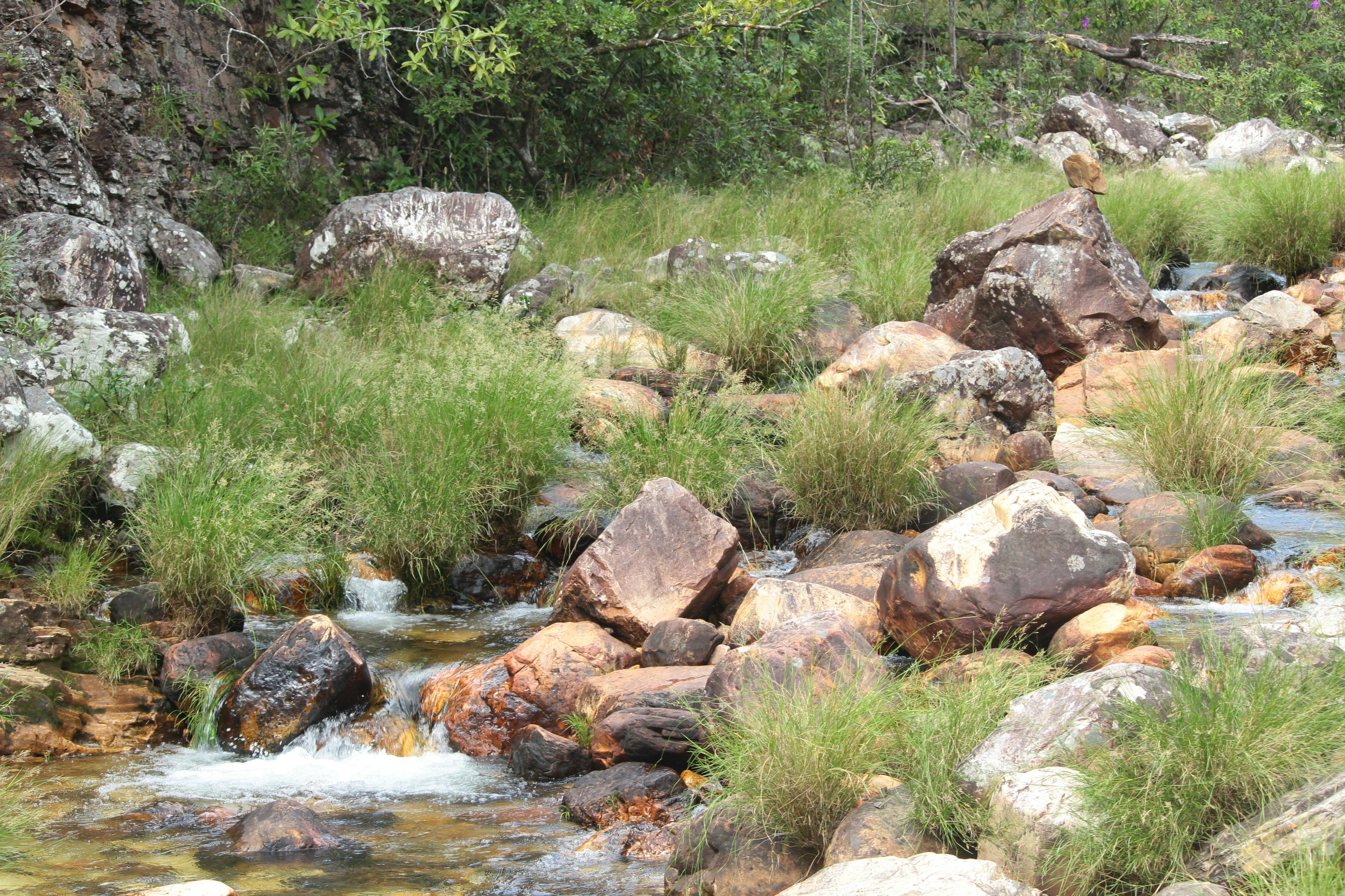 Rocks on Stream in Forest · Free Stock Photo